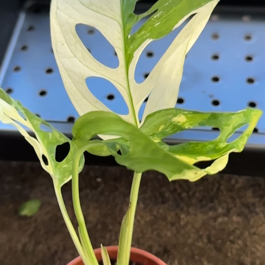 Personalized Variegated Swiss Cheese Plant Care: Water, Light ...