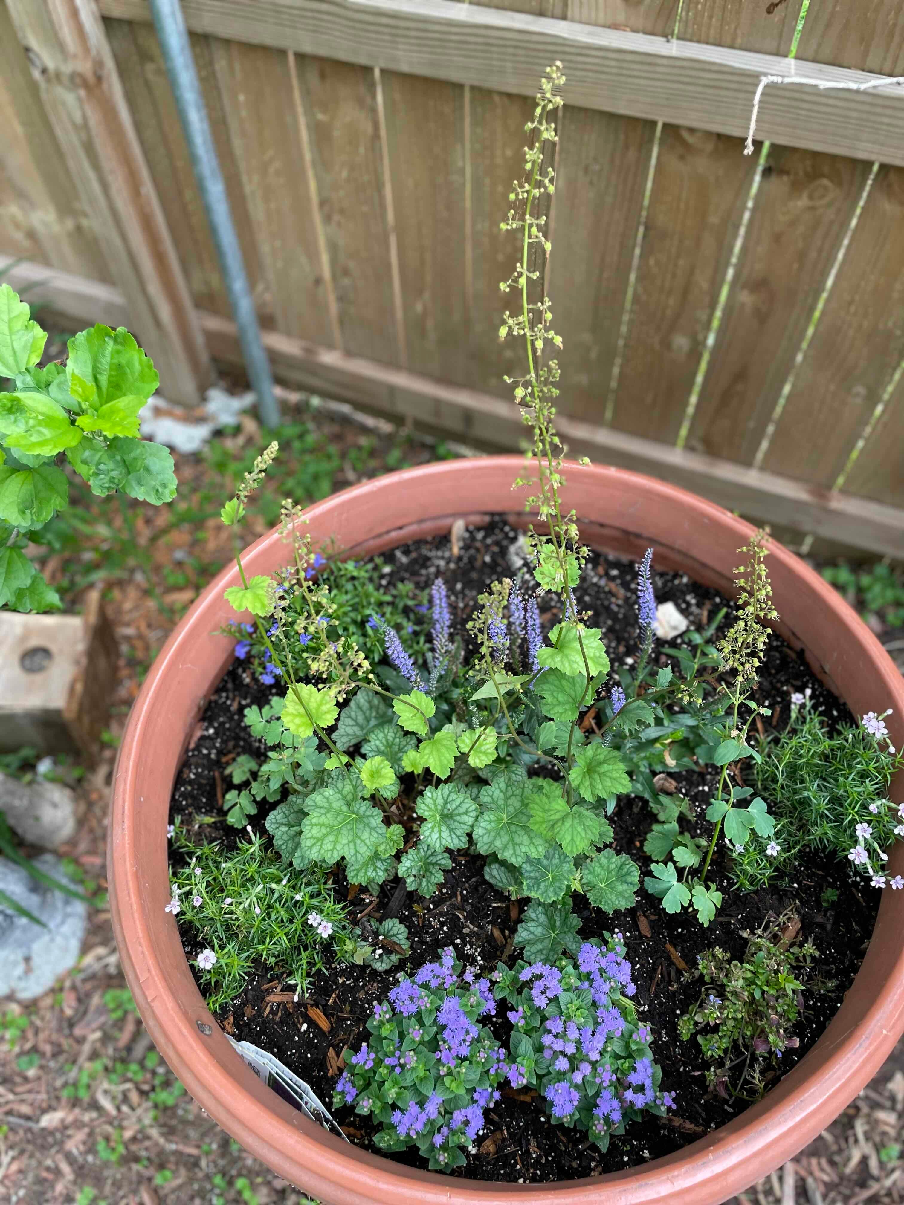 🐛 What To Do About Bugs on My Edging Lobelia?