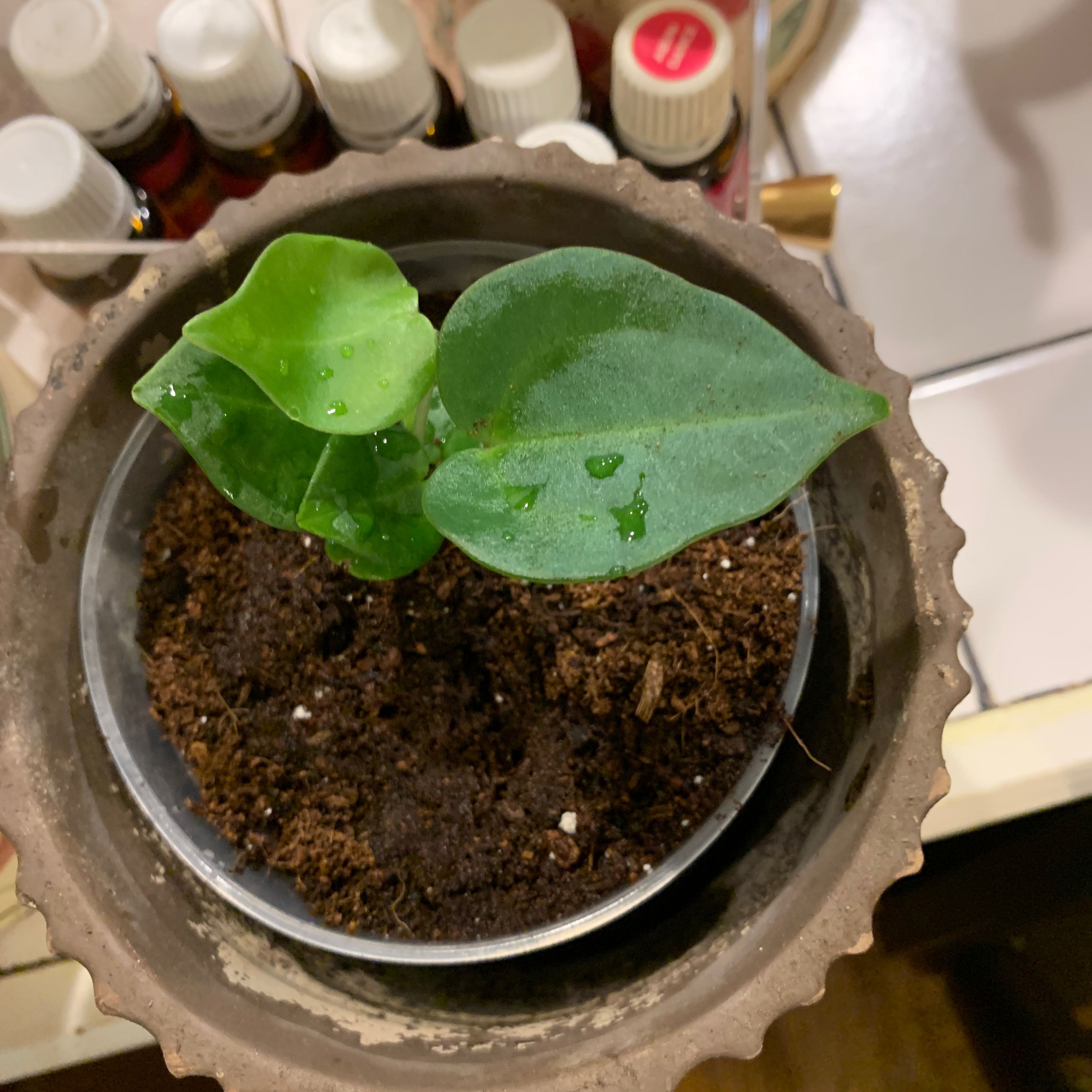 Light Requirements For Your Madeira Vine