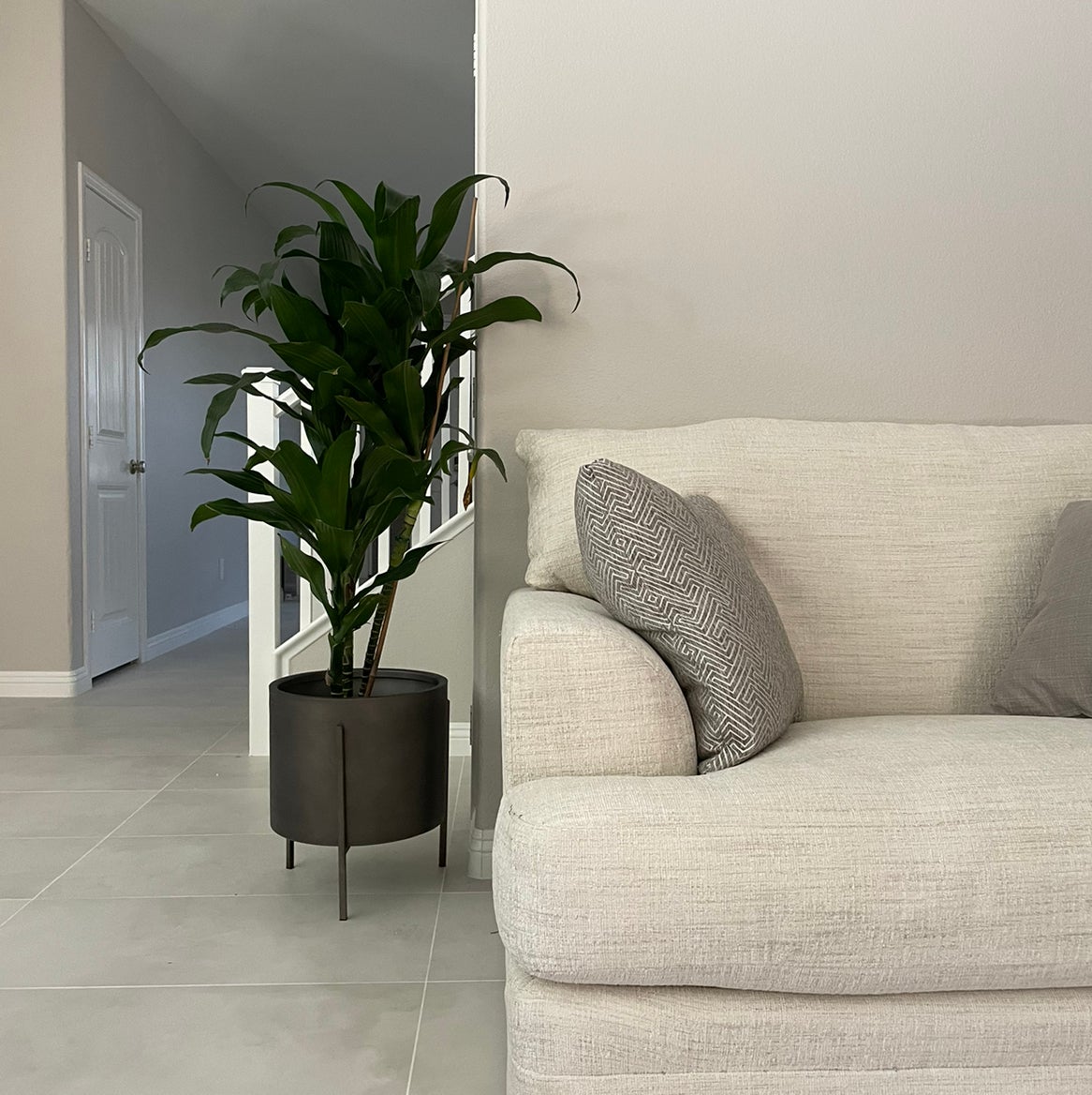 How to Propagate Your Dracaena 'Janet Craig Compacta'