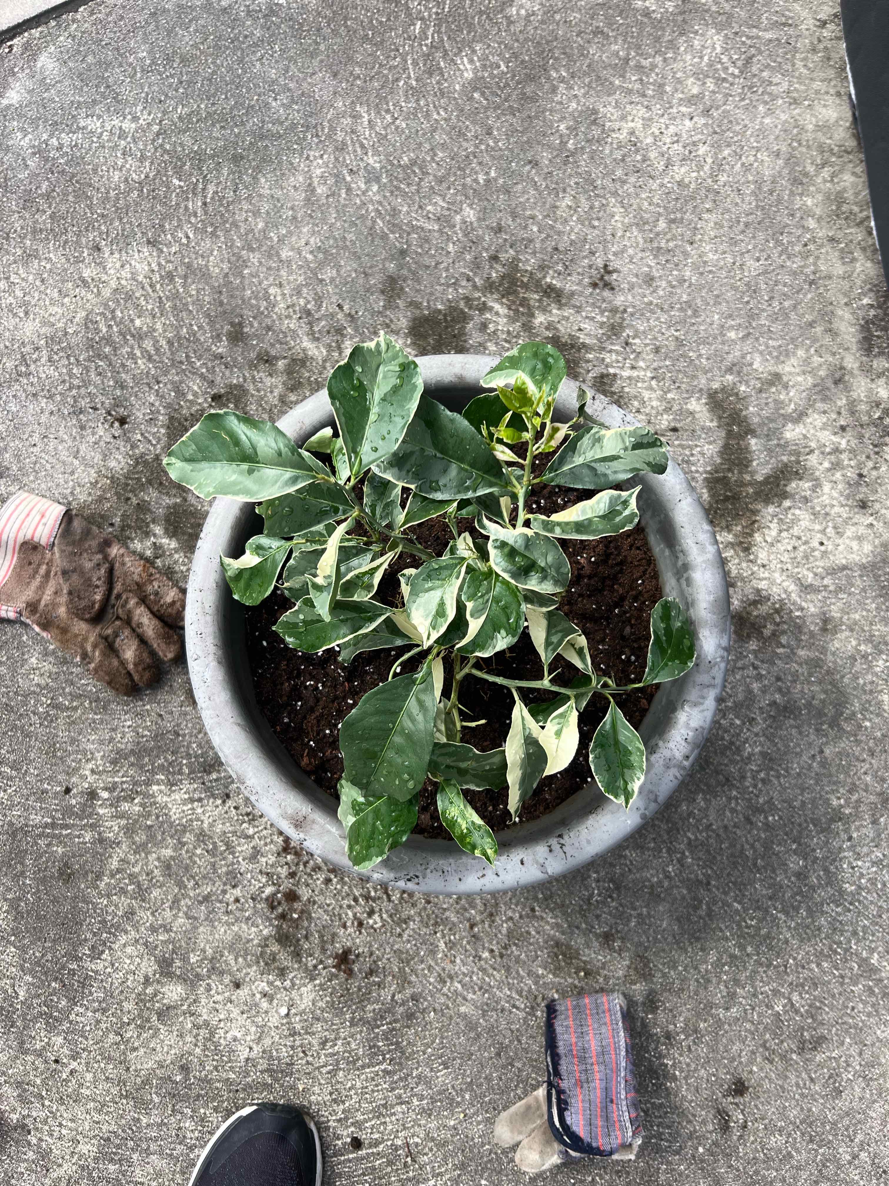 🌱 Propagating Your Pink Lemon: Step-by-Step Guide