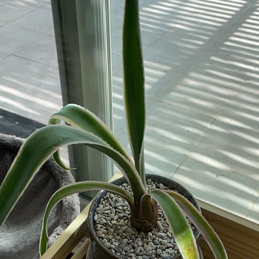 Diagnosing agave applanata root rot