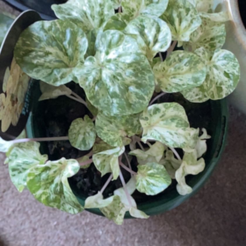How to Care for Variegated Pink Lady Peperomia: Mastering Water ...