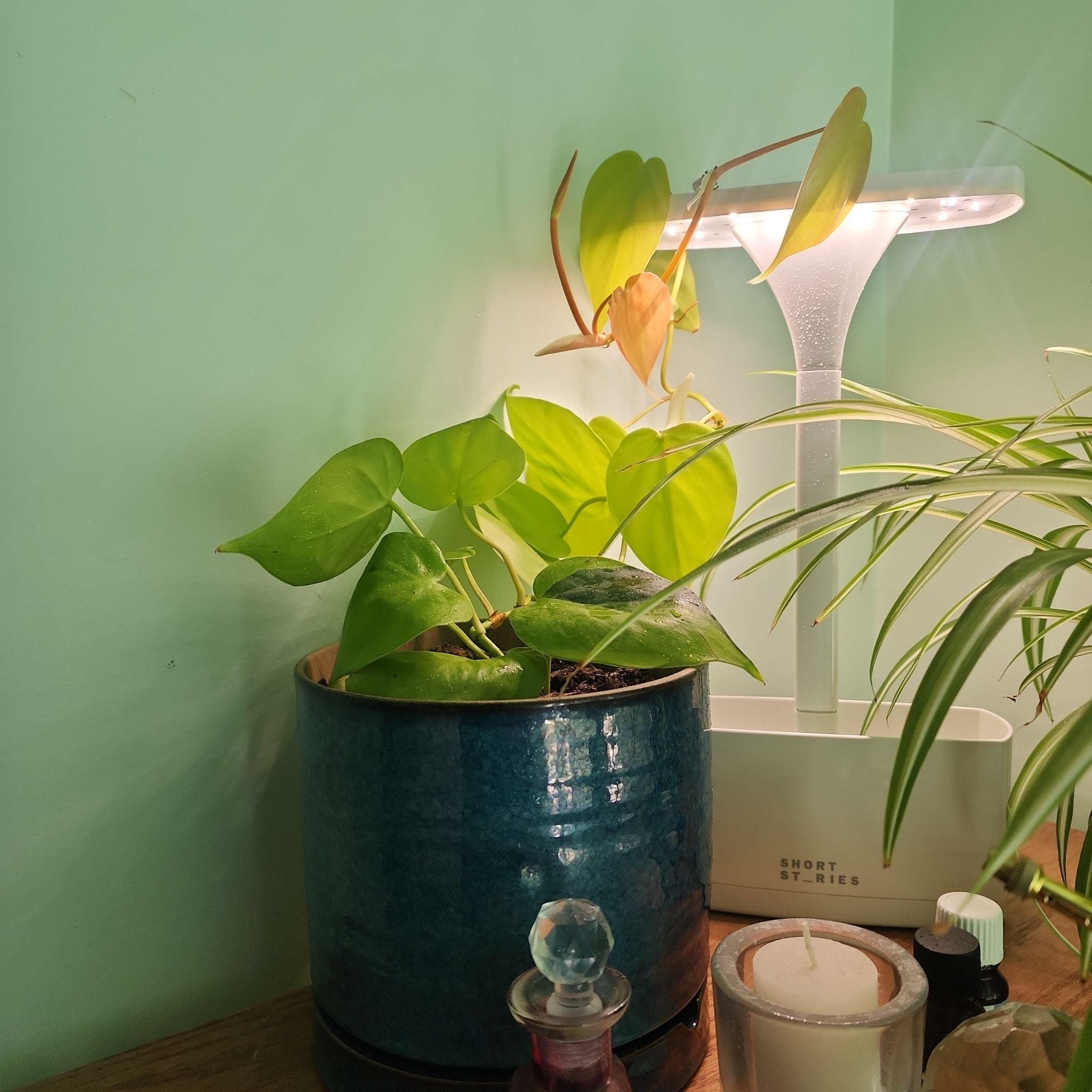 Leaf Erickson | A plant by @GlossyMayapple on Greg