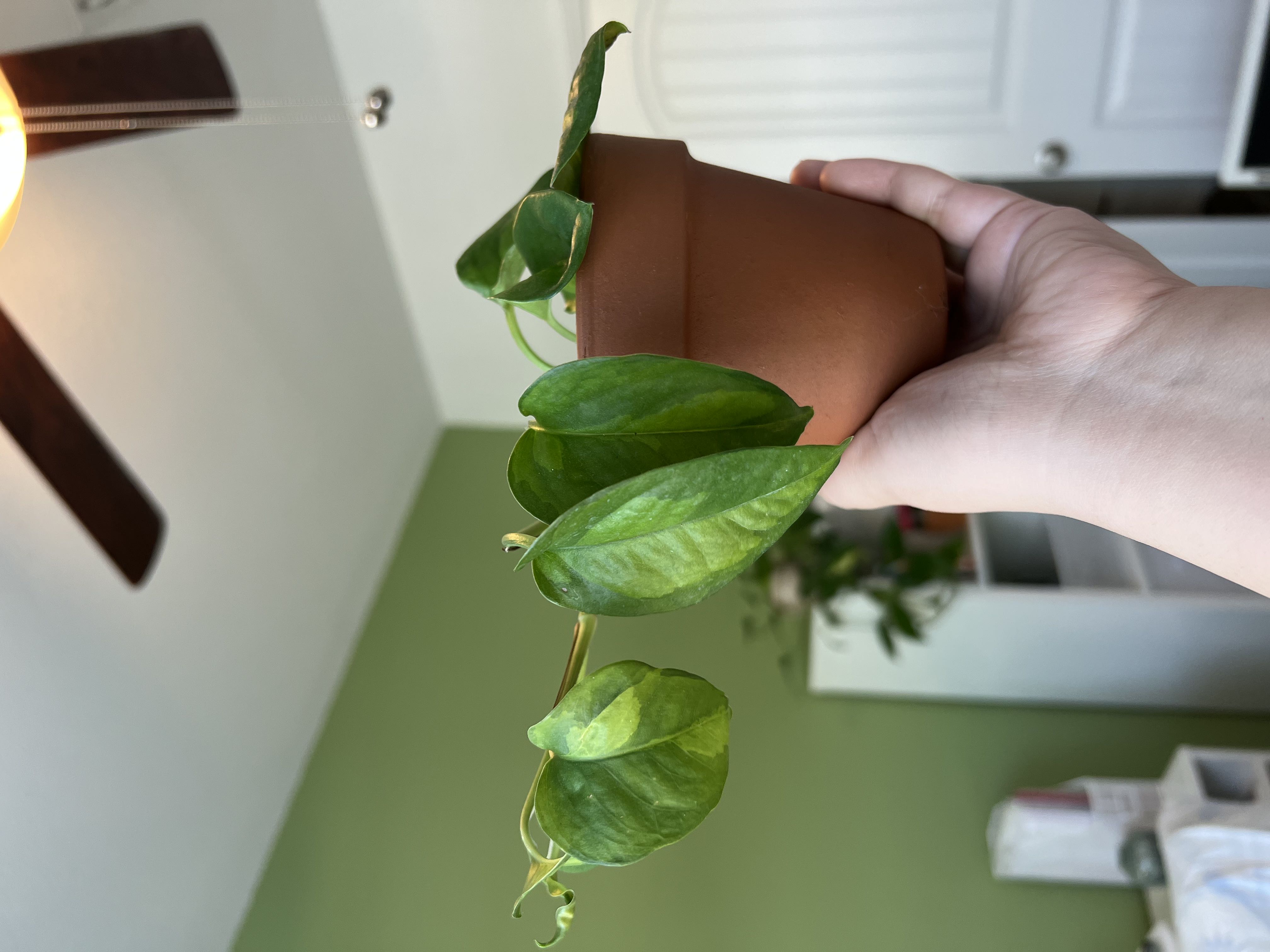 Droopy Pothos )-: