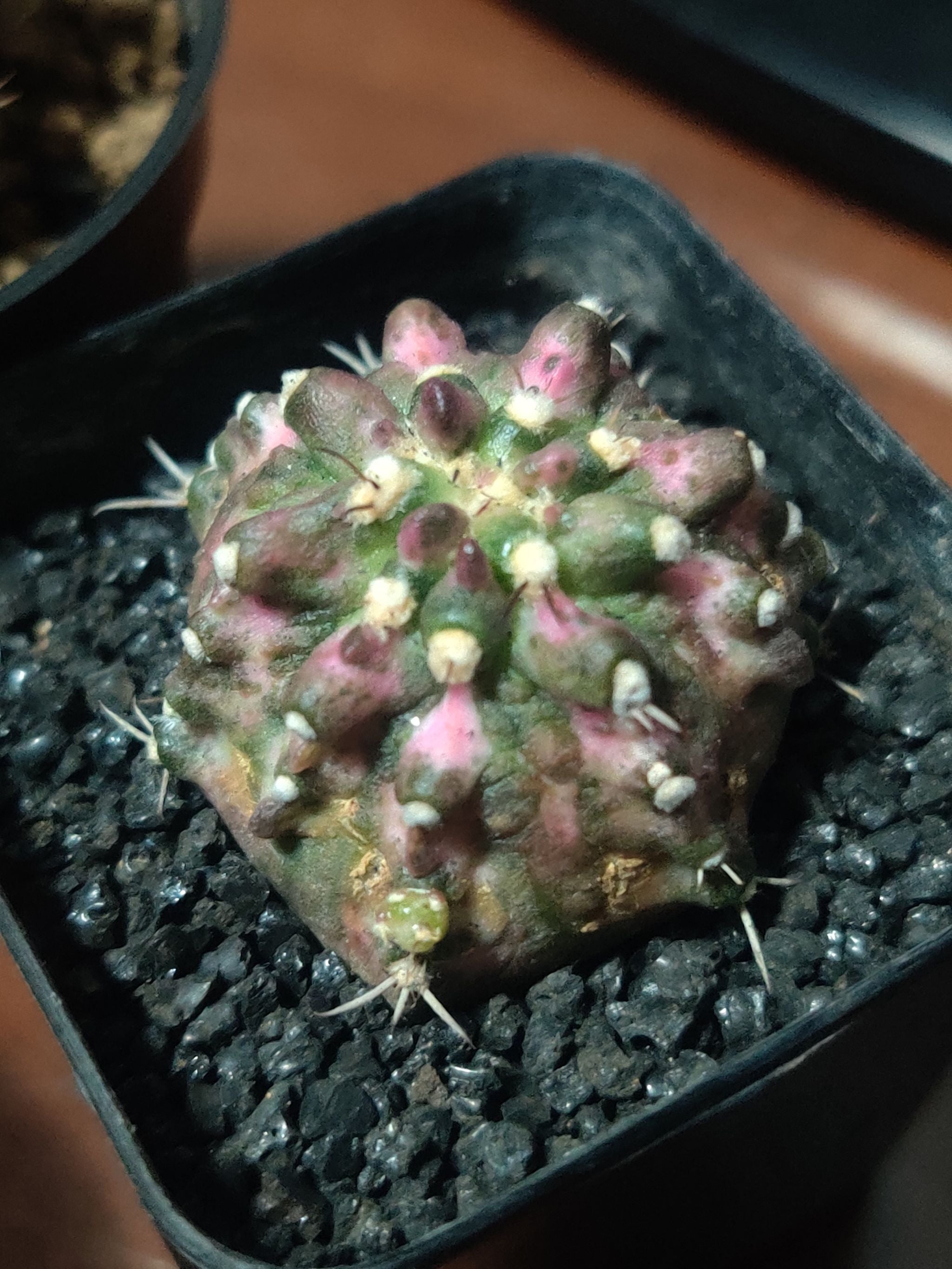 Black Spots on My Gymnocalycium stenopleurum Leaves