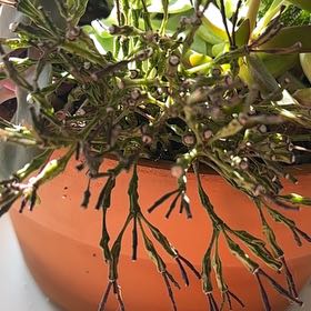 Leonardo | A plant by @PetiteSnowqueen on Greg