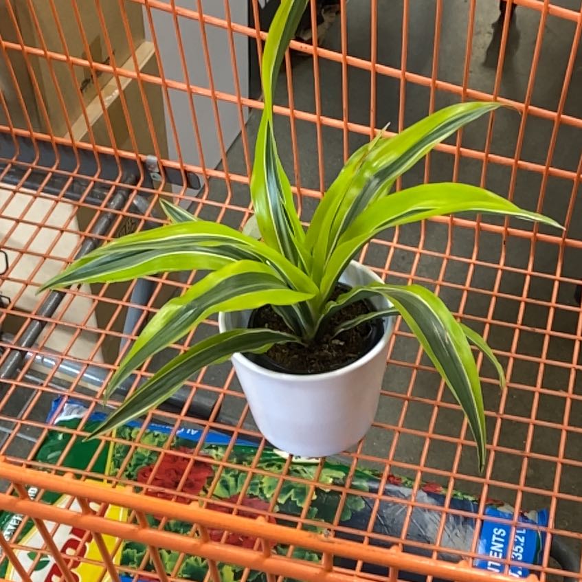 Captain Plant-it | A plant by @DrivenMoss on Greg