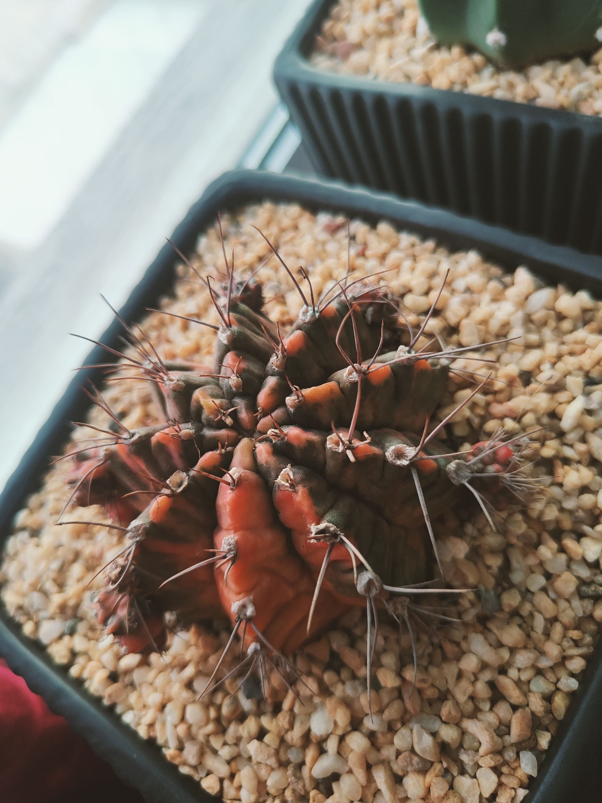 Black Spots on My Gymnocalycium stenopleurum Leaves