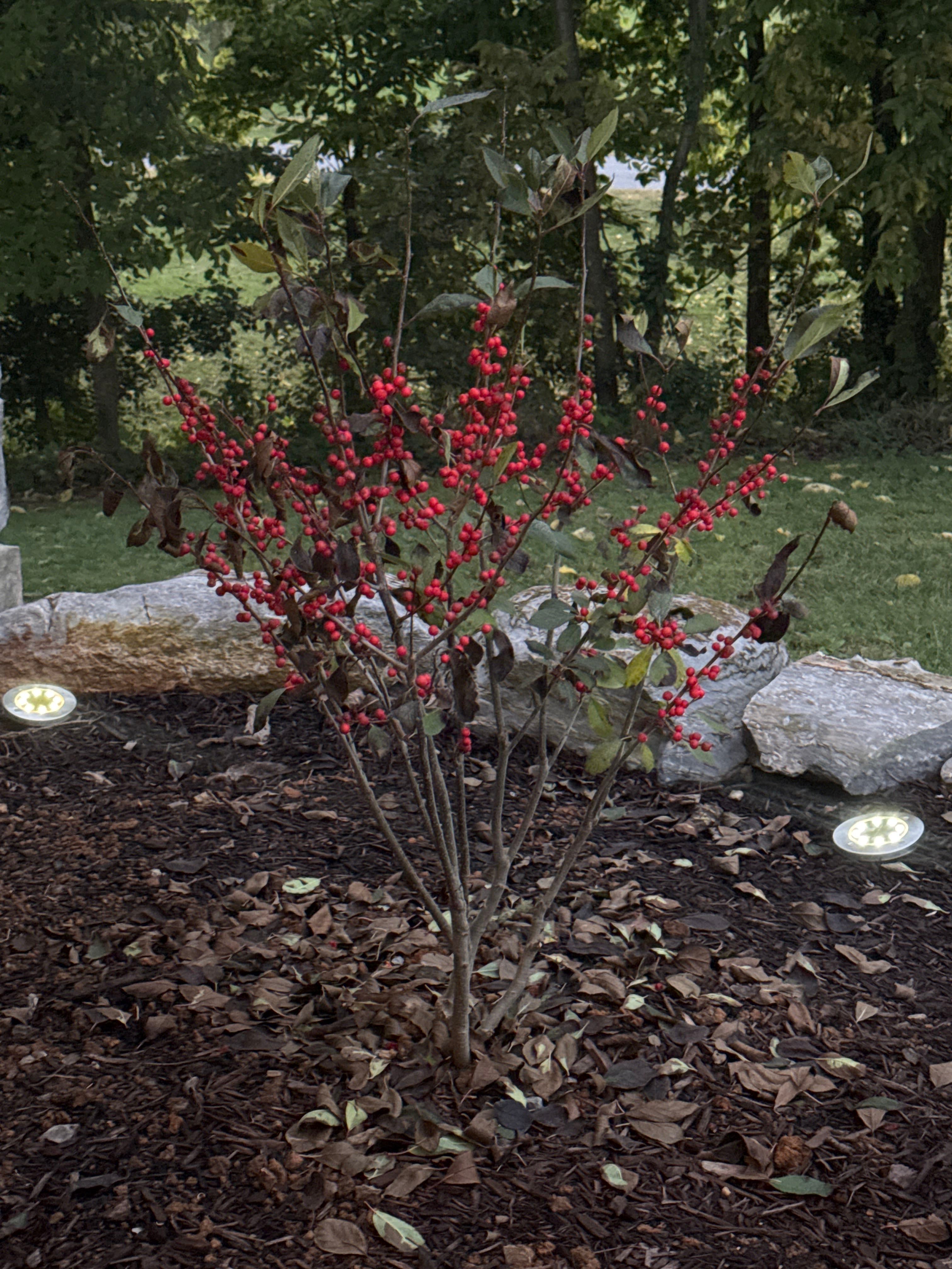 Introduction to Little Rascal Holly 🌿