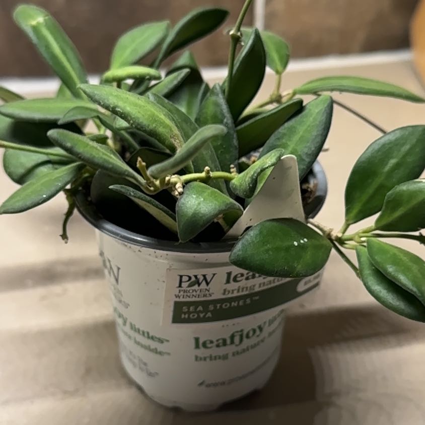 Keep Your Sea stone hoya Alive: Light, Water & Care Instructions