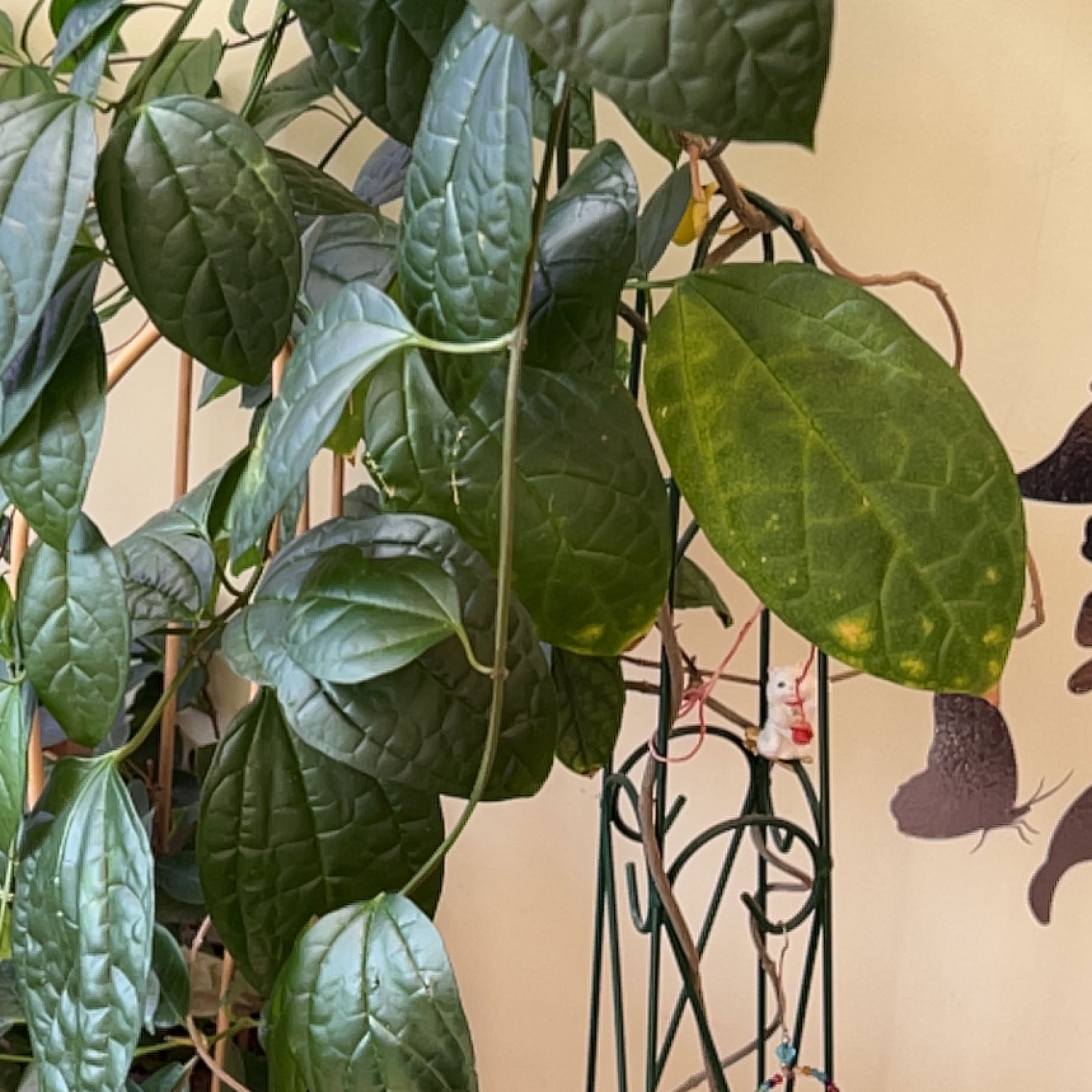 Why Are My Bleeding Heart Vine Leaves Mushy?