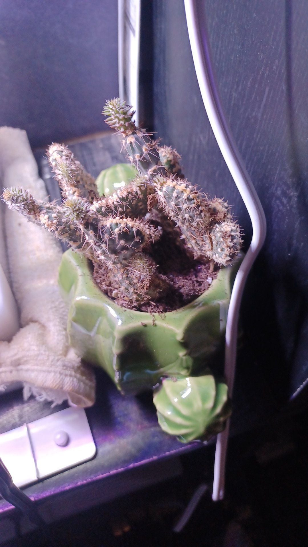 Opuntia parryi var. serpentina f. cristata Plant Care: Water, Light ...