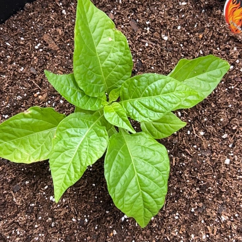 🔥 Carolina Reaper - Ultimate Guide to Fertilizing