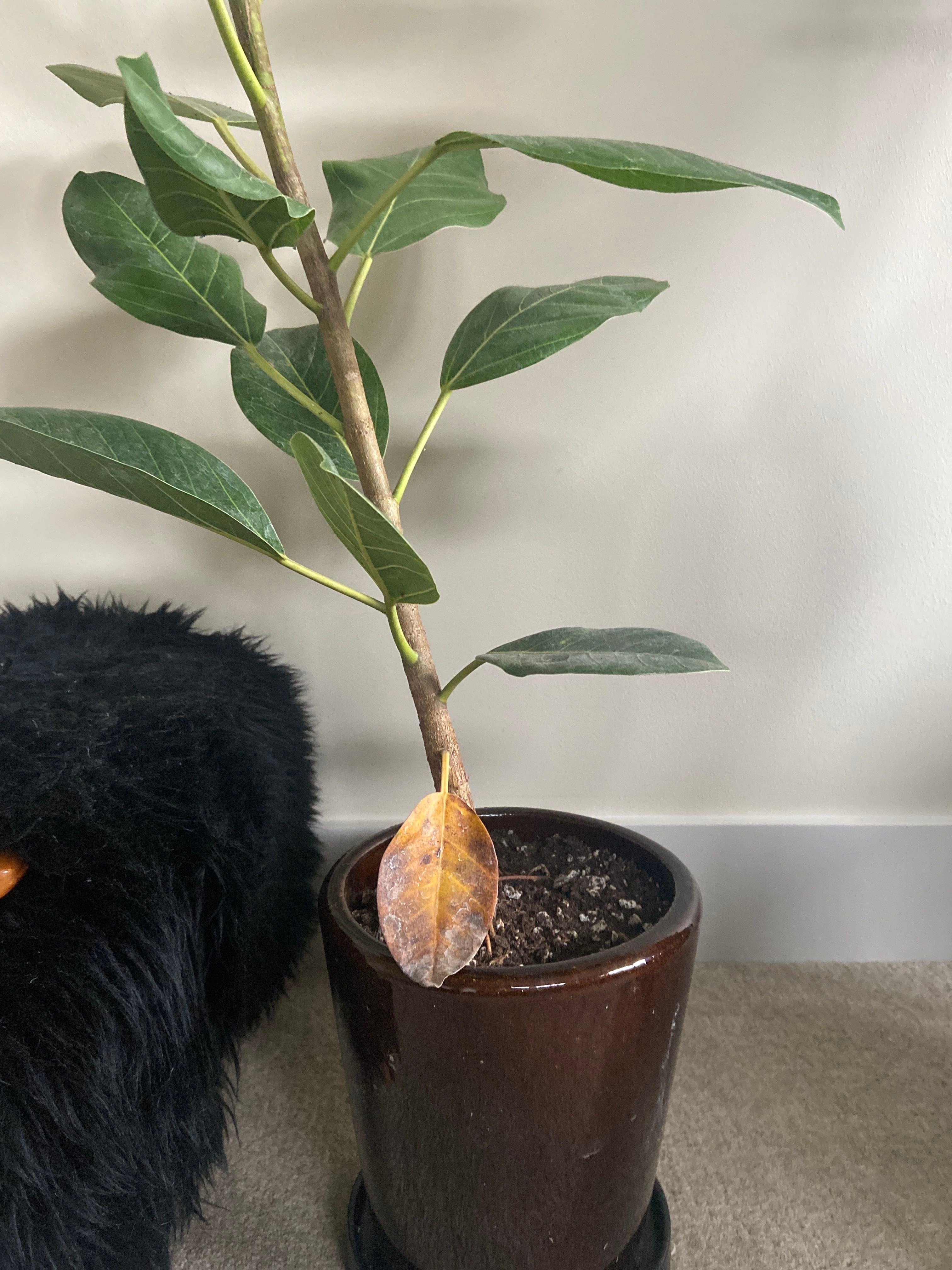 Why Are There Brown Spots on My Council Tree?