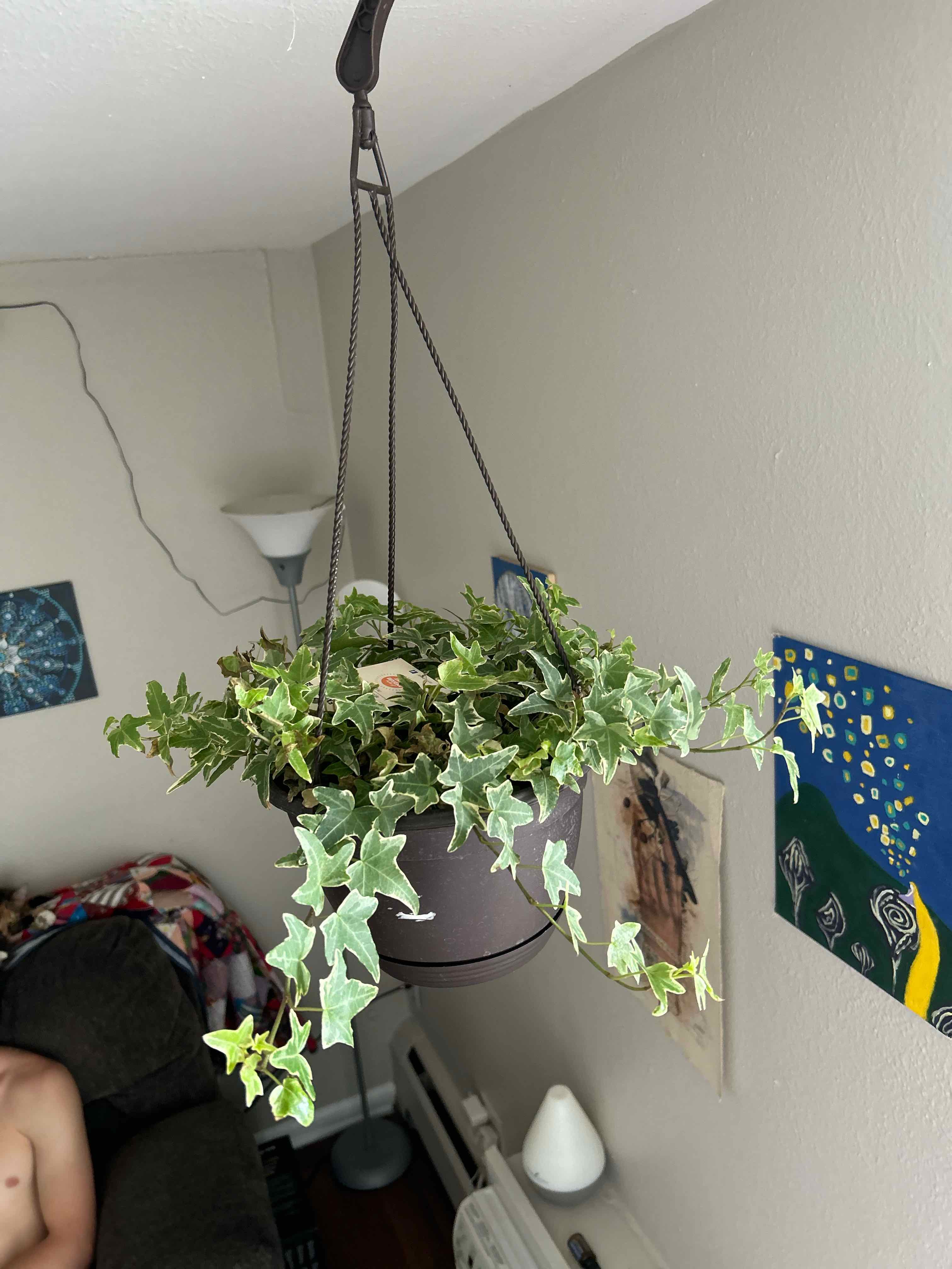 Personalized Silver Bells Ivy Care: Water, Light, Nutrients | Greg App