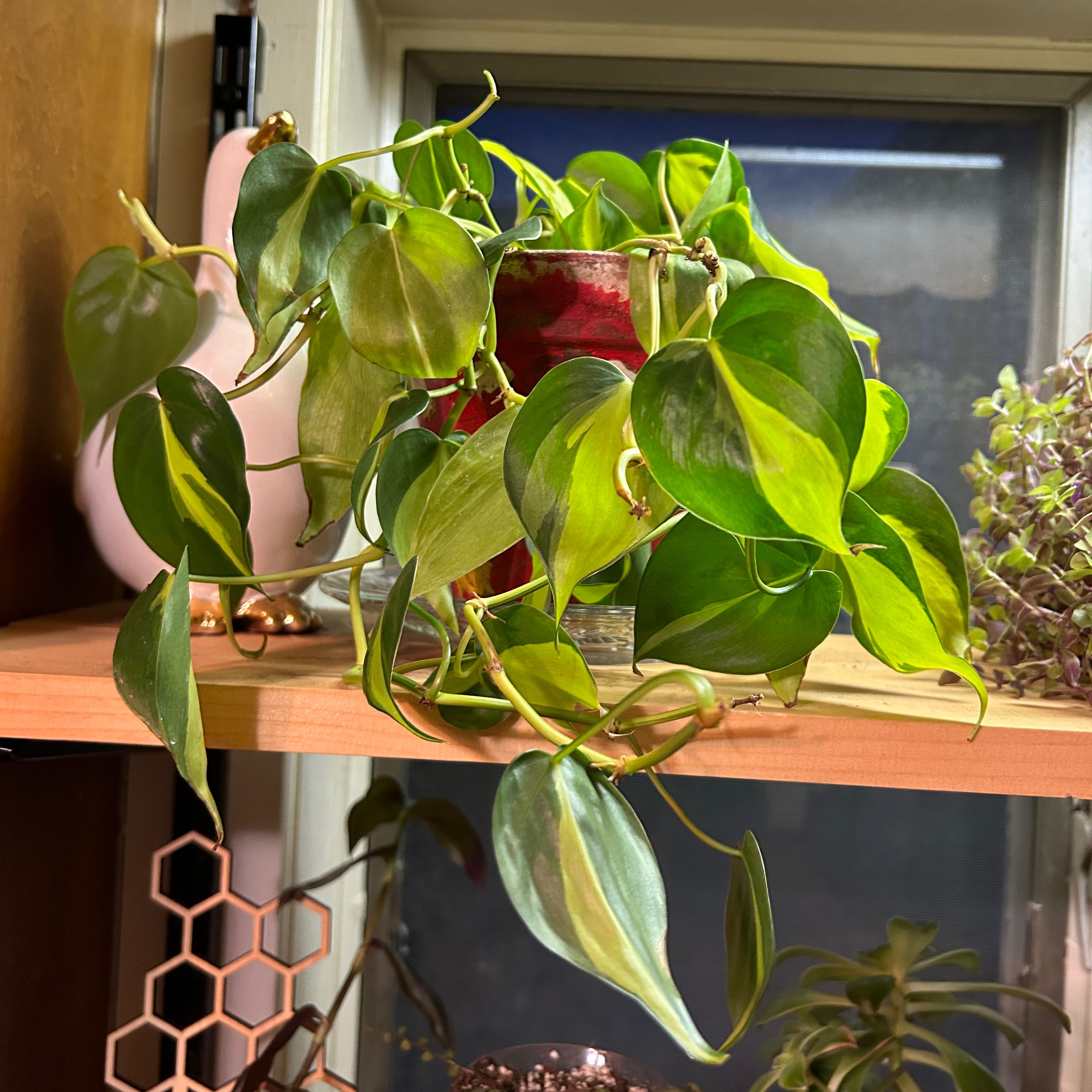 Captain Plant-it | A plant by @plantiekenzie on Greg