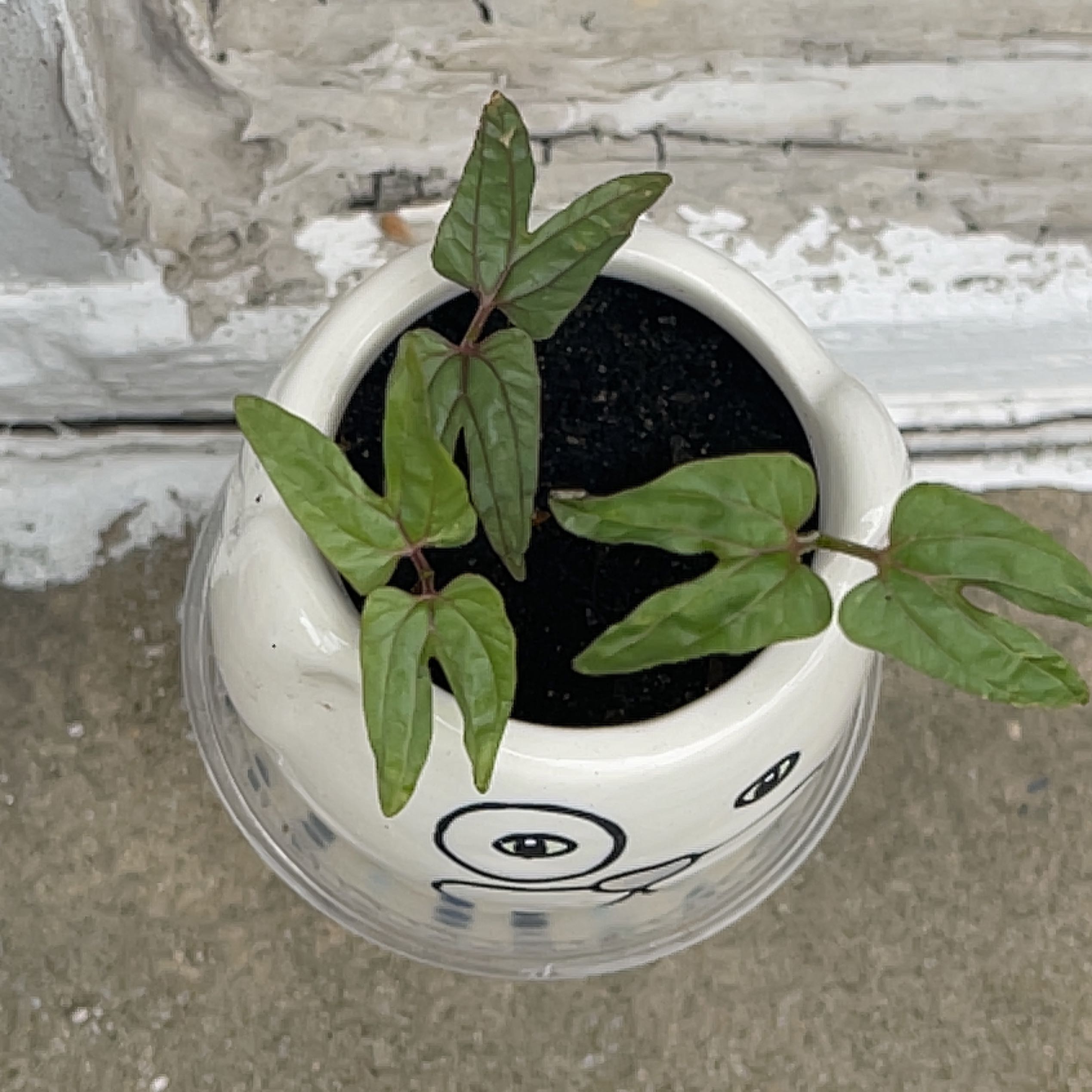 What Temperature Should My Morning Glory Be Kept At?