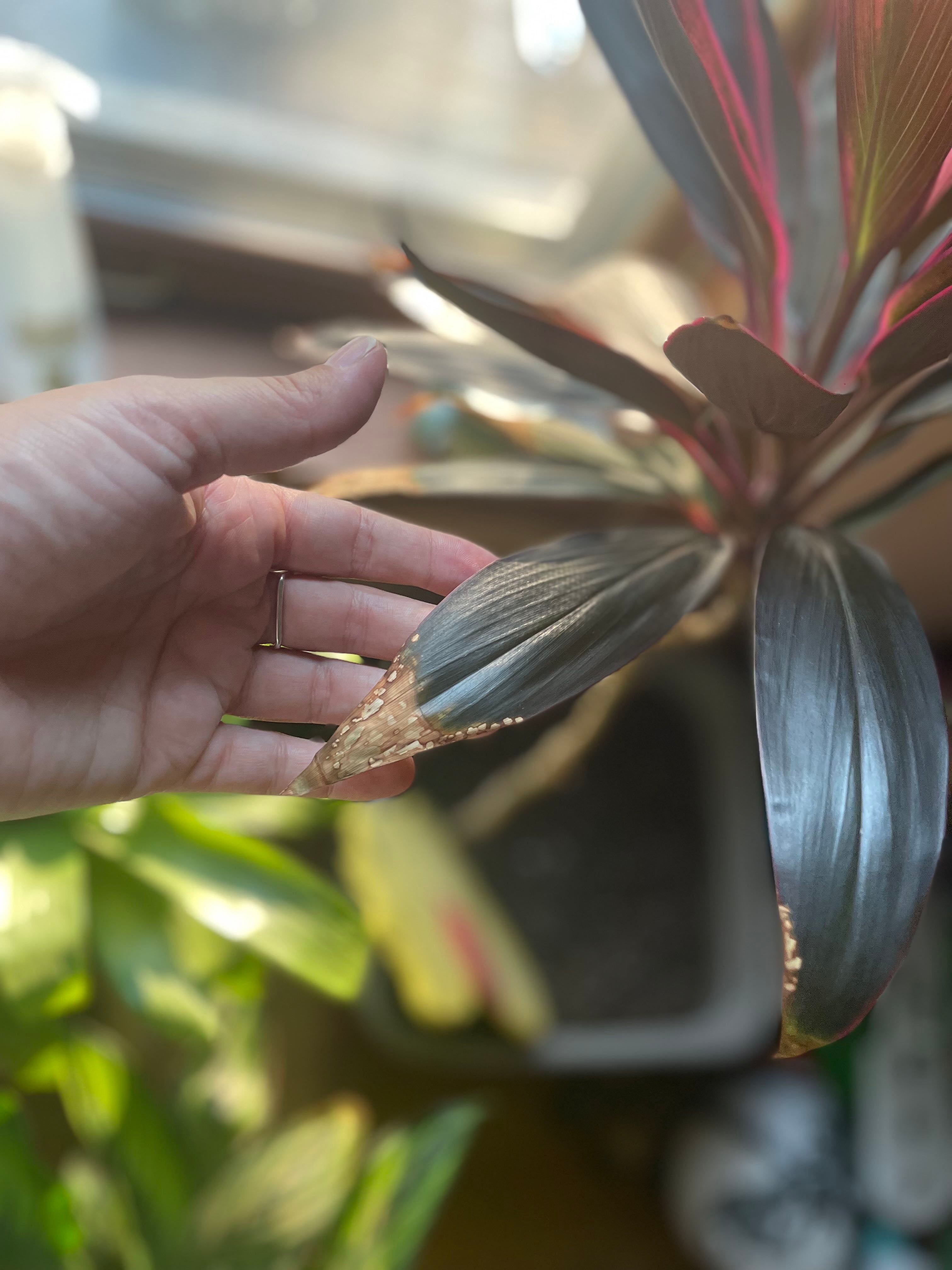 The Complete Ti Plant Plant Care Guide: Water, Light & Beyond