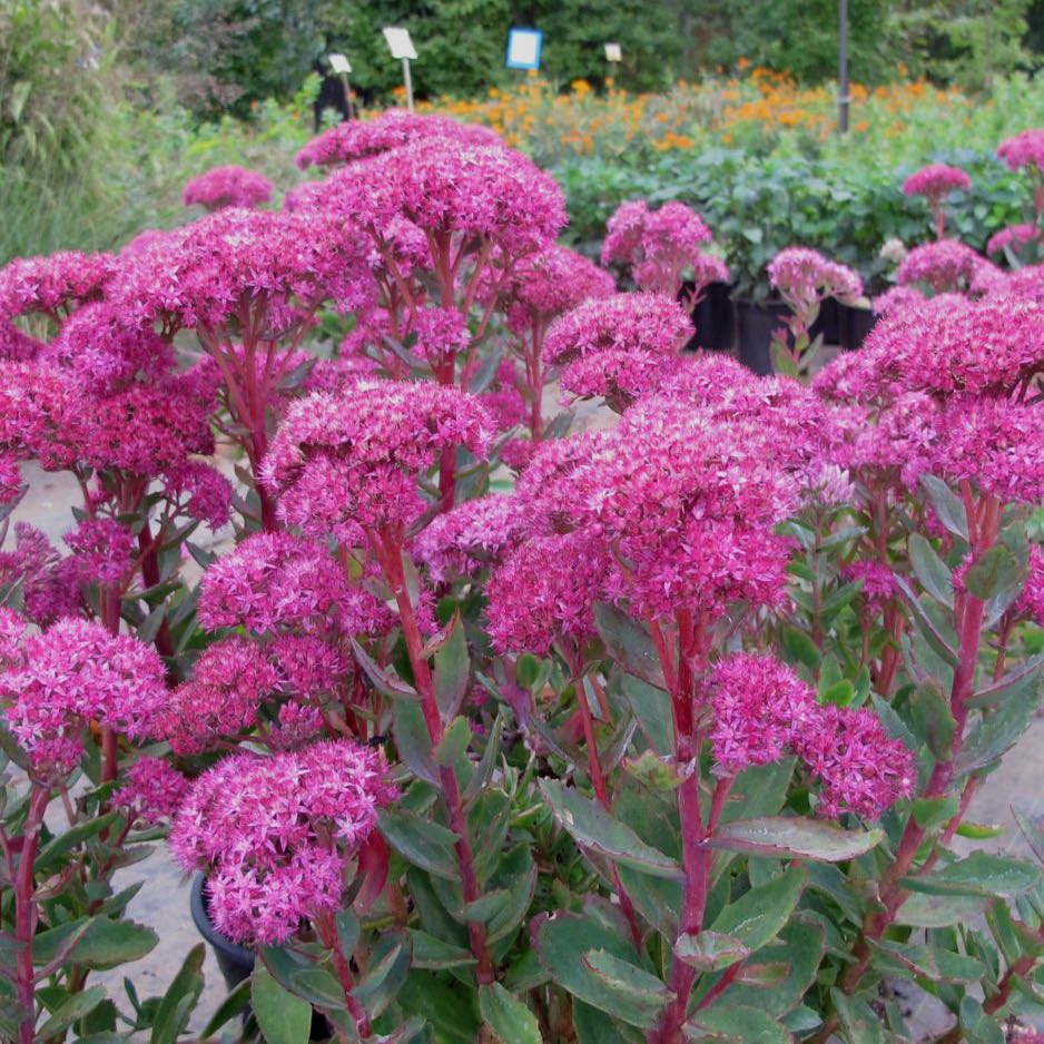 Black Spots on My Orpine Leaves