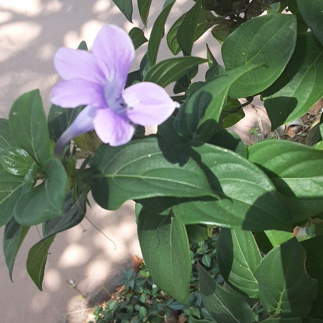 The Complete Philippine Violet Plant Care Guide: Water, Light & Beyond