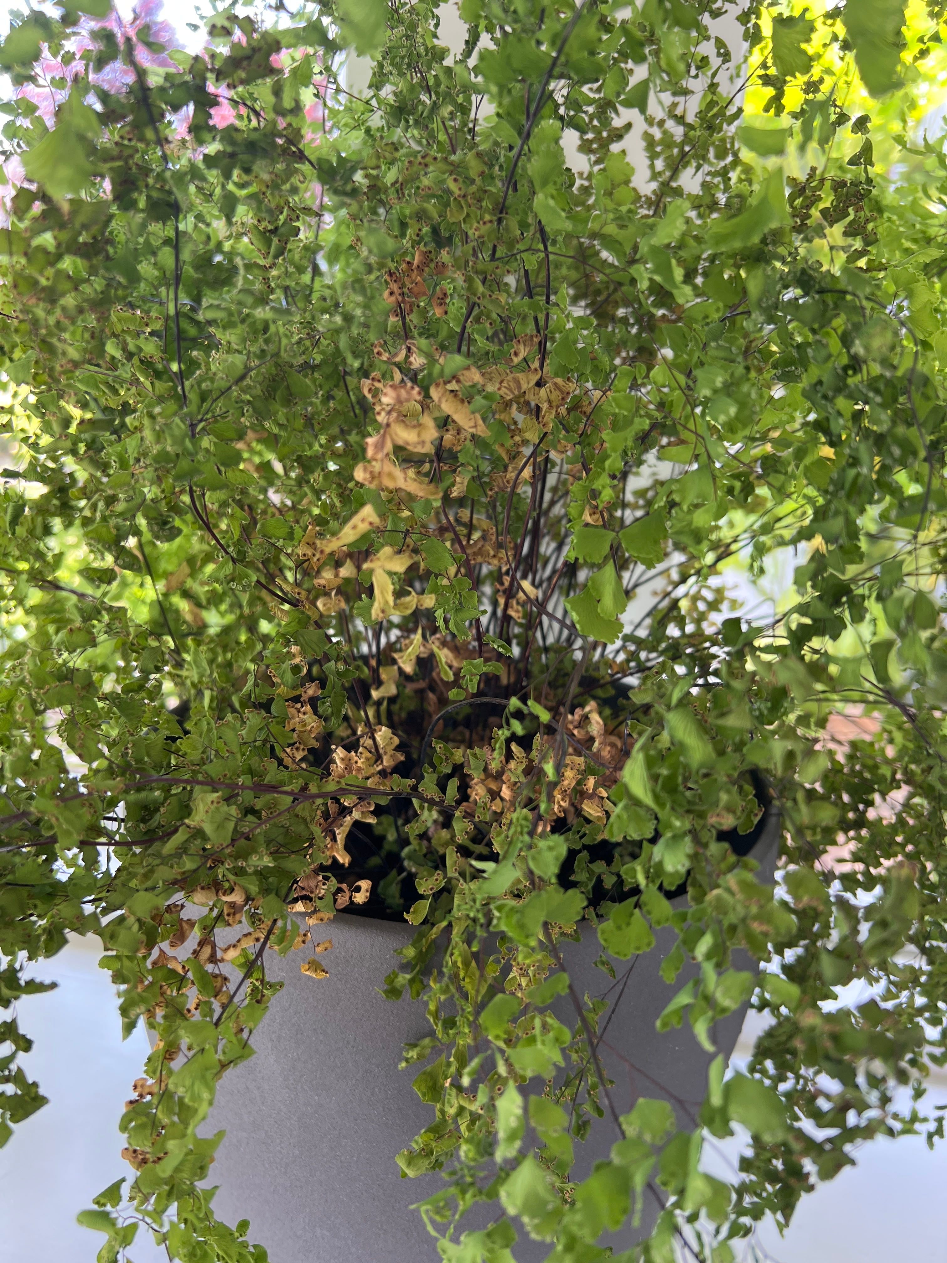 The Complete Bronze Venus Fern Plant Care Guide: Water, Light & Beyond