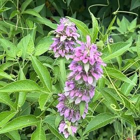 Symbolism and Benefits of the Lemon Bee Balm 🐝