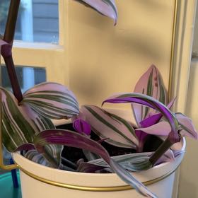 Hemingway | A plant by @PatientLarkspur on Greg