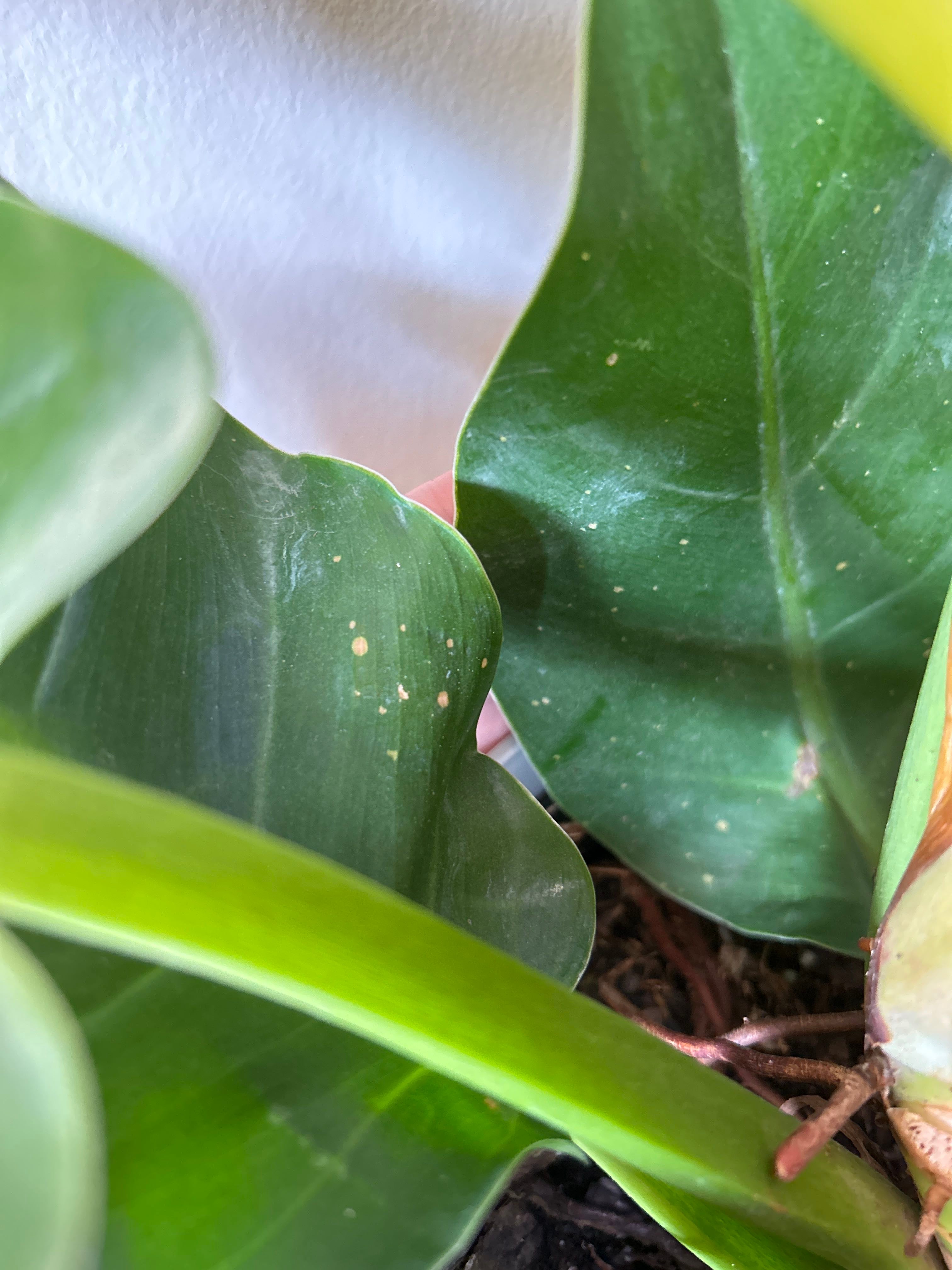 Small, light yellow spots