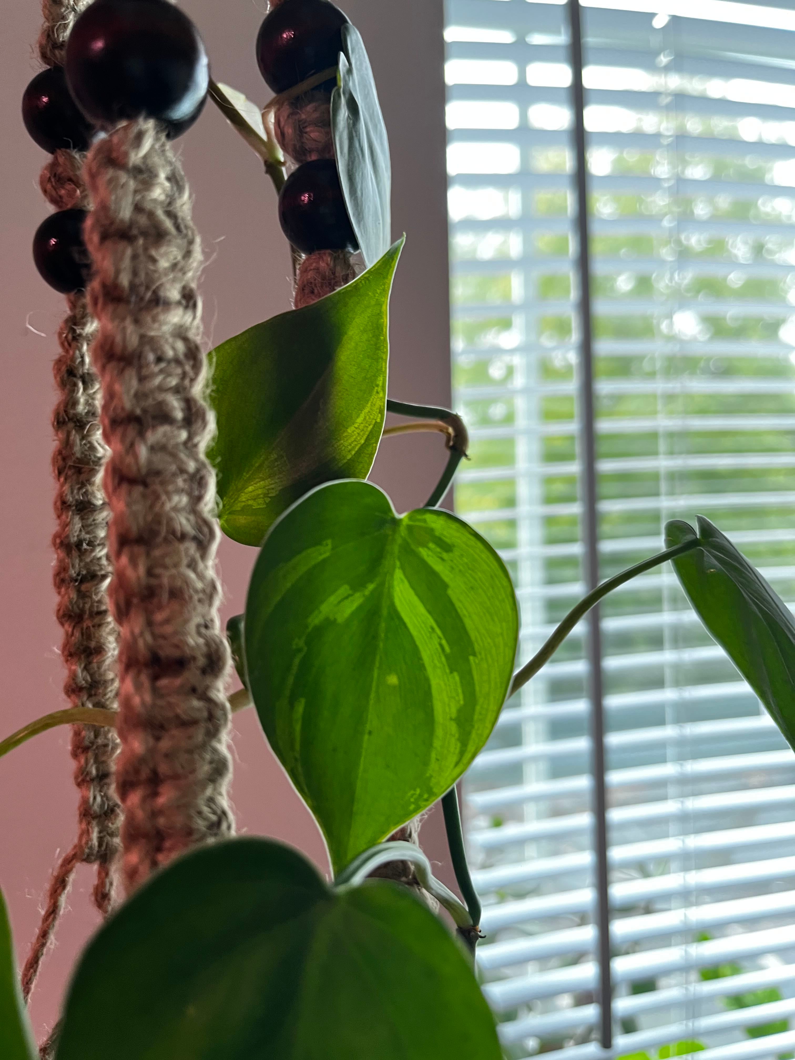 The Complete Rudolph Philodendron Plant Care Guide: Water, Light & Beyond