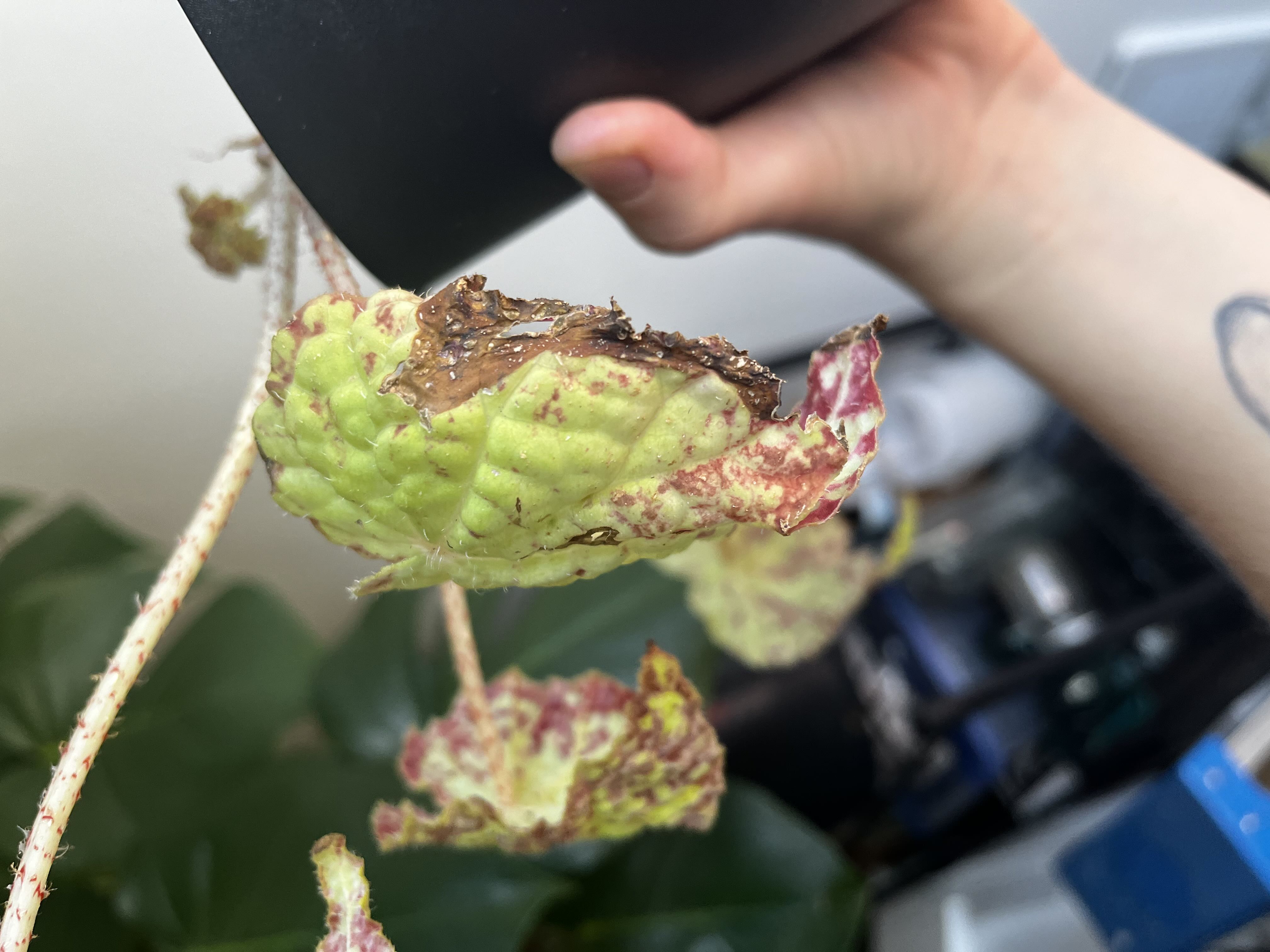 Fuchsia Begonia 'Rose': How Much Water & Light Does it Need to Thrive?