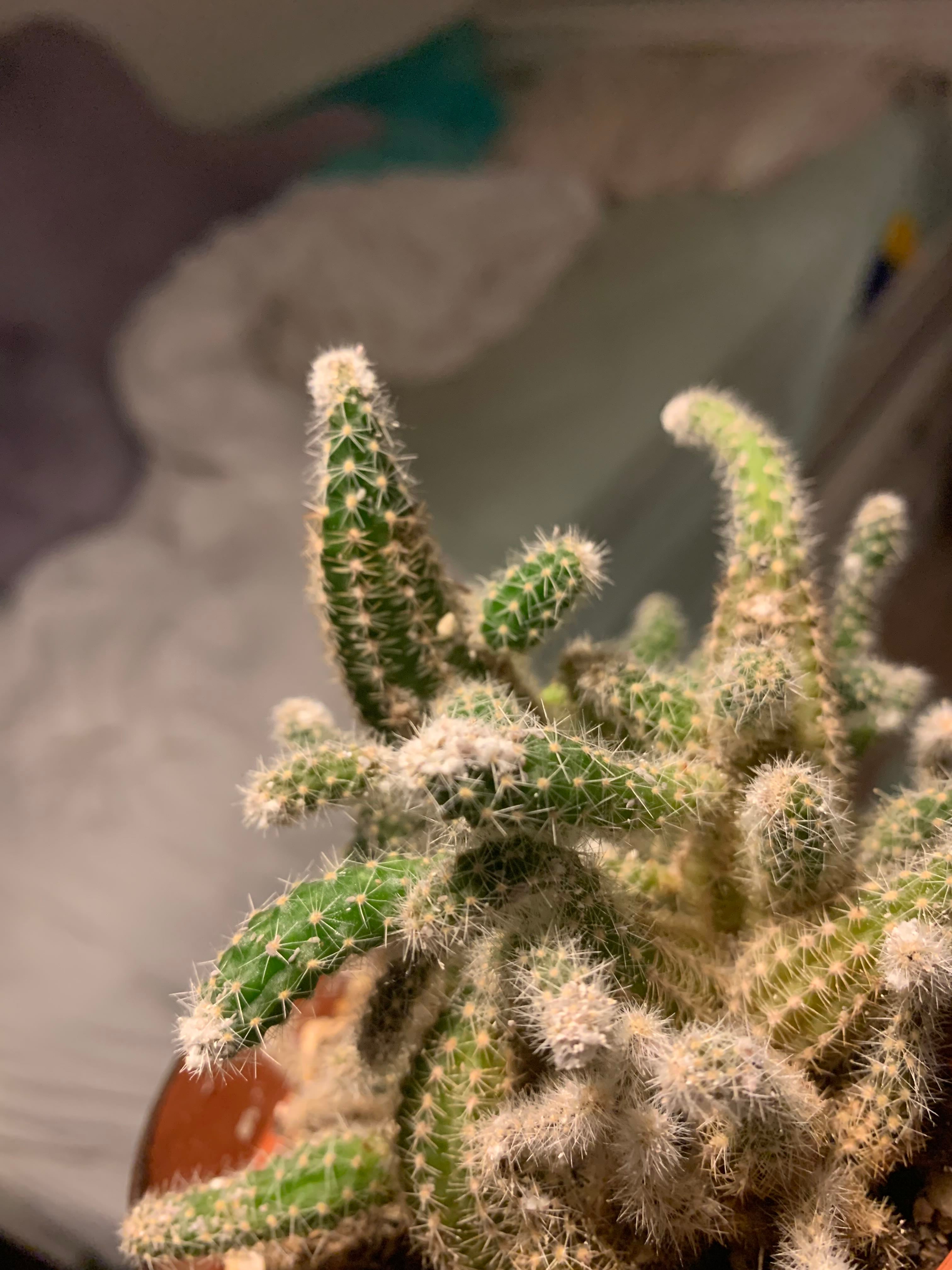 Propagating Peanut Cactus: Step-by-Step Guide