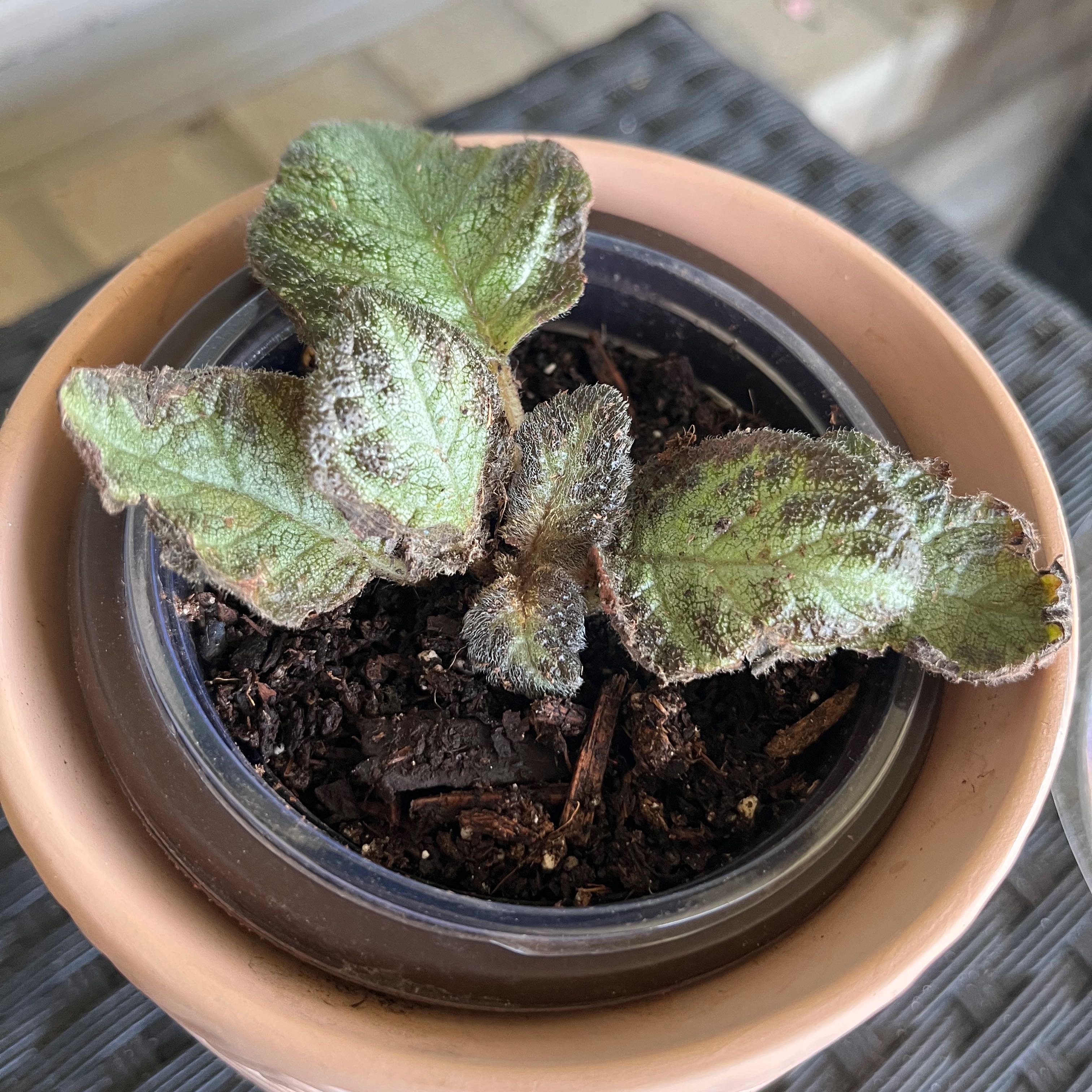 💧 Why Are My Flame Violet Leaves Droopy?