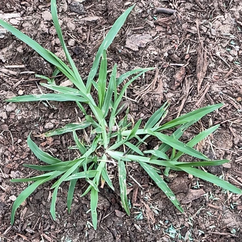 Southern Crabgrass Plant Care: Water, Light, Nutrients | Greg App 🌱