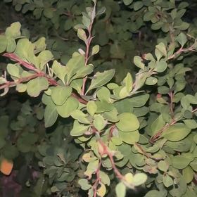Keep Your Japanese Barberry Alive: Light, Water & Care Instructions