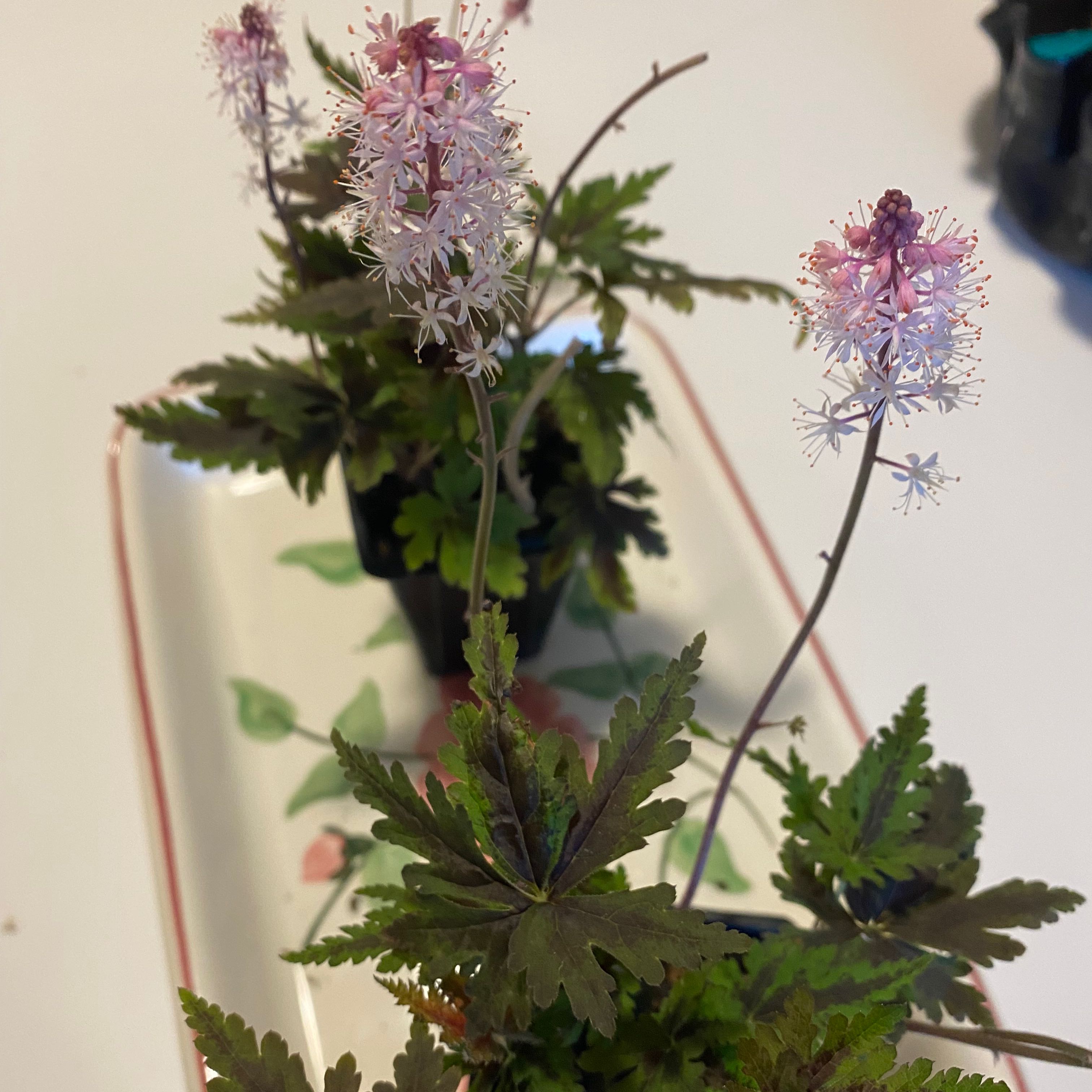 Pink Skyrocket Foam Flower Plant Care: Water, Light, Nutrients | Greg App 🌱