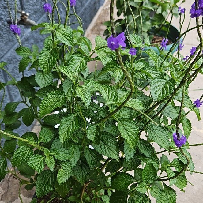 Propagating My Blue Porterweed: Step-by-Step Guide