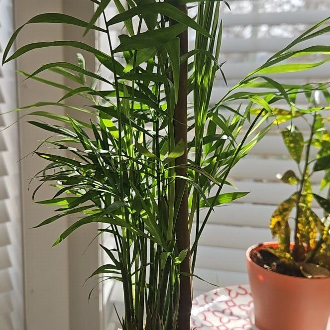 Becky | A plant by @WinTitoki on Greg