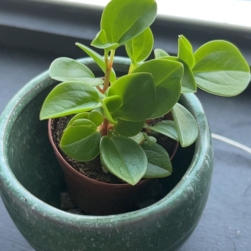 Kobe | A plant by @ktnorron67 on Greg