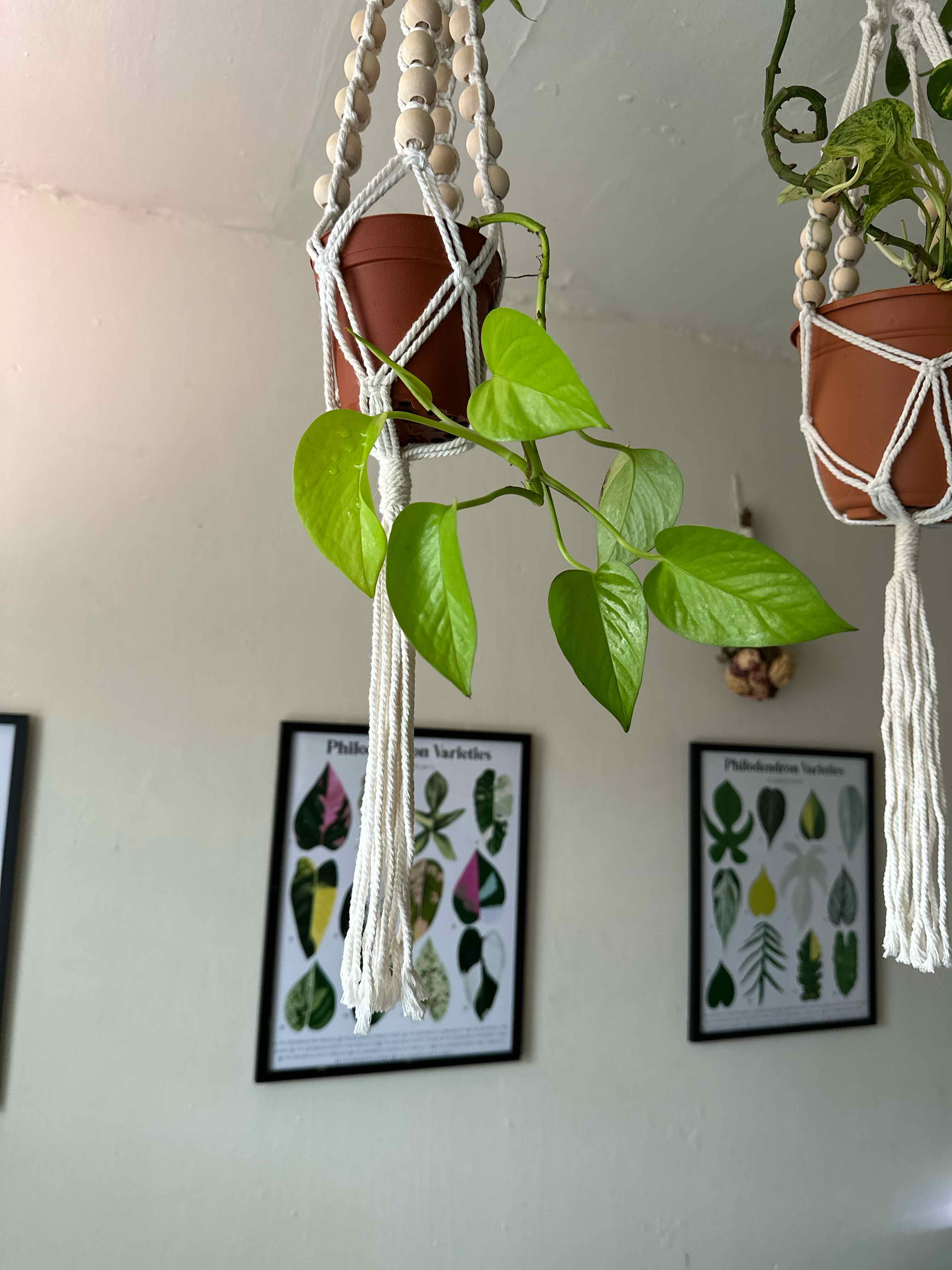 What Is A Good Temperature Range For My Neon Pothos?