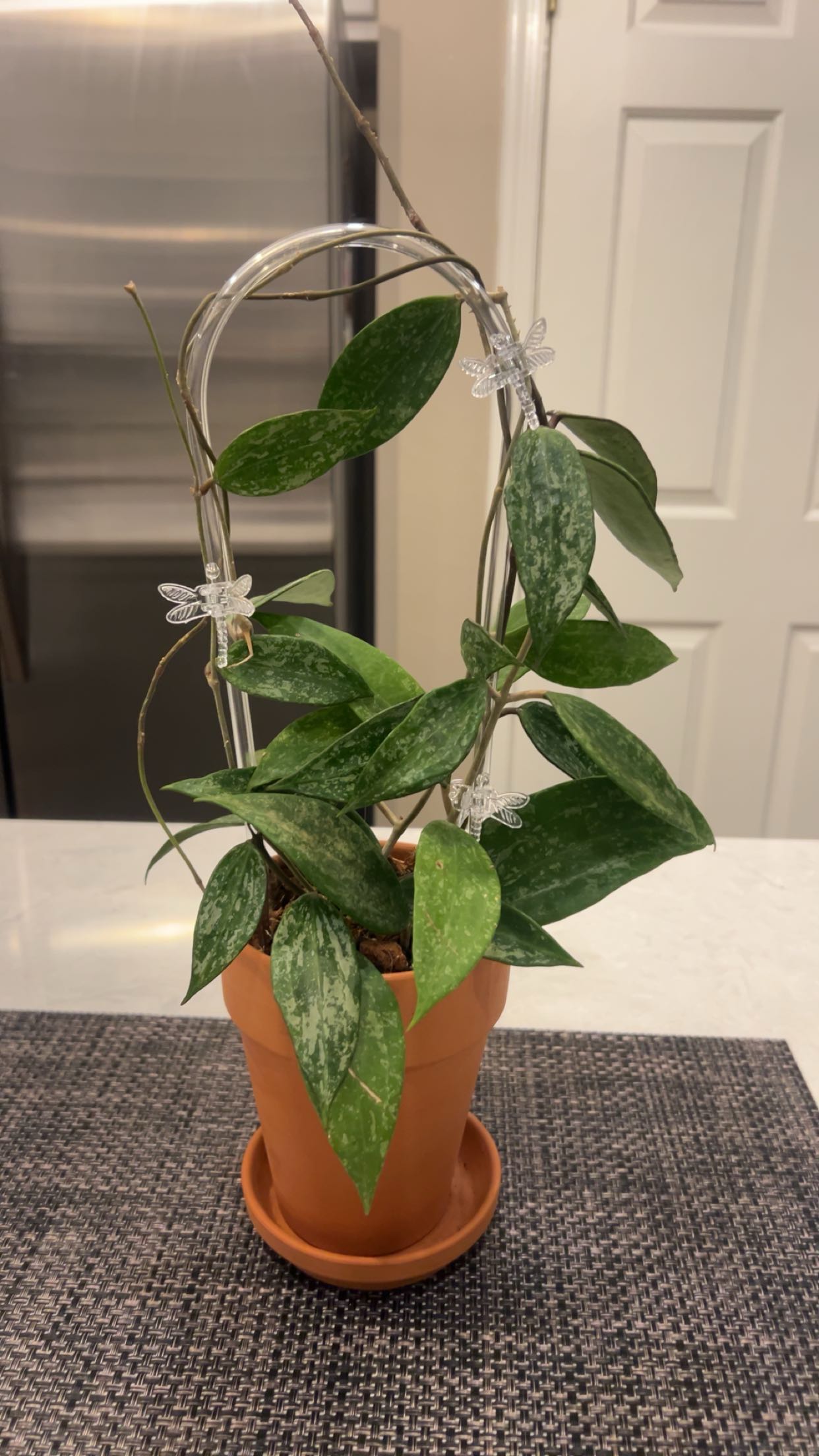 Black Spots on My Hoya Rangsan Leaves