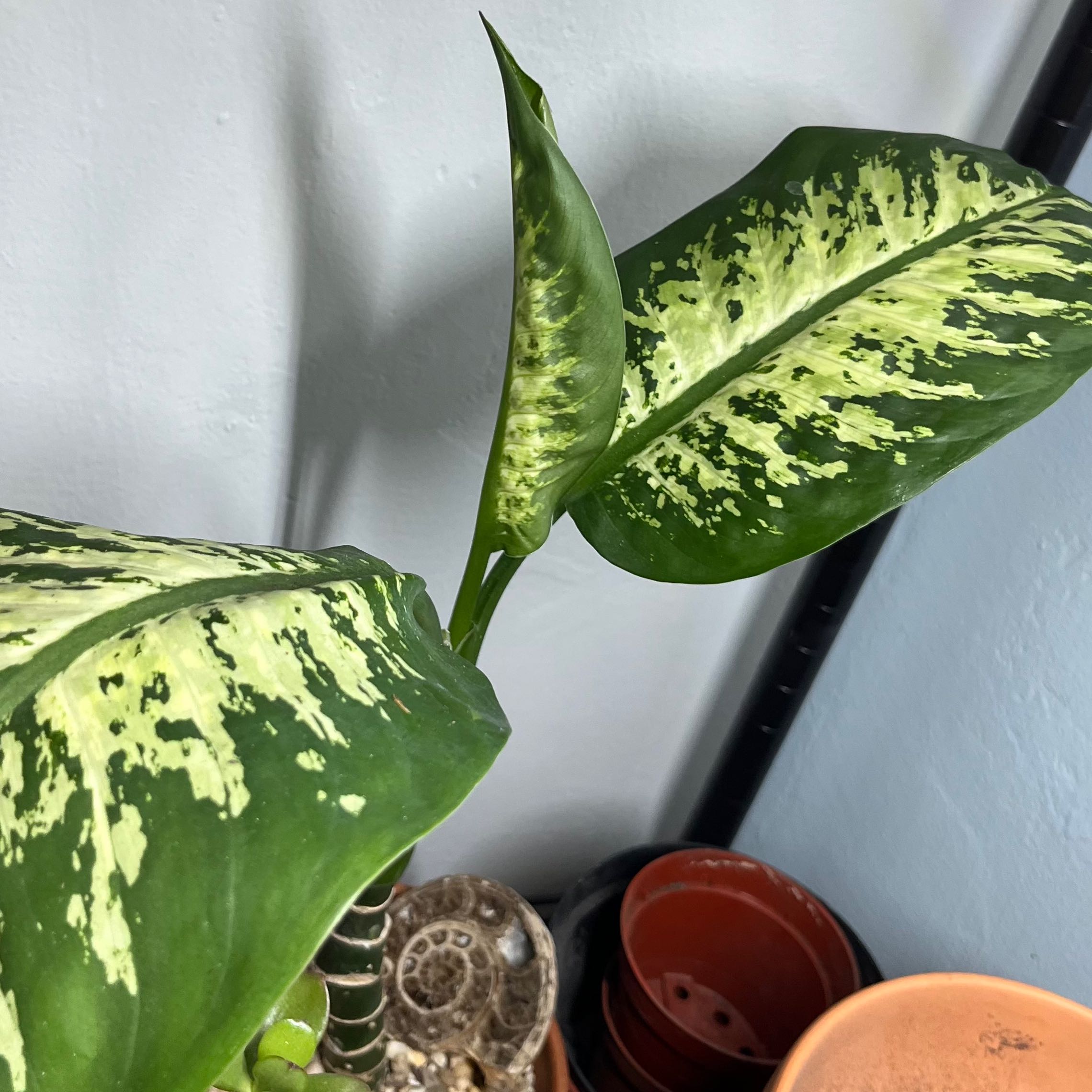 How to Propagate Your Dieffenbachia 'Tropic Snow'