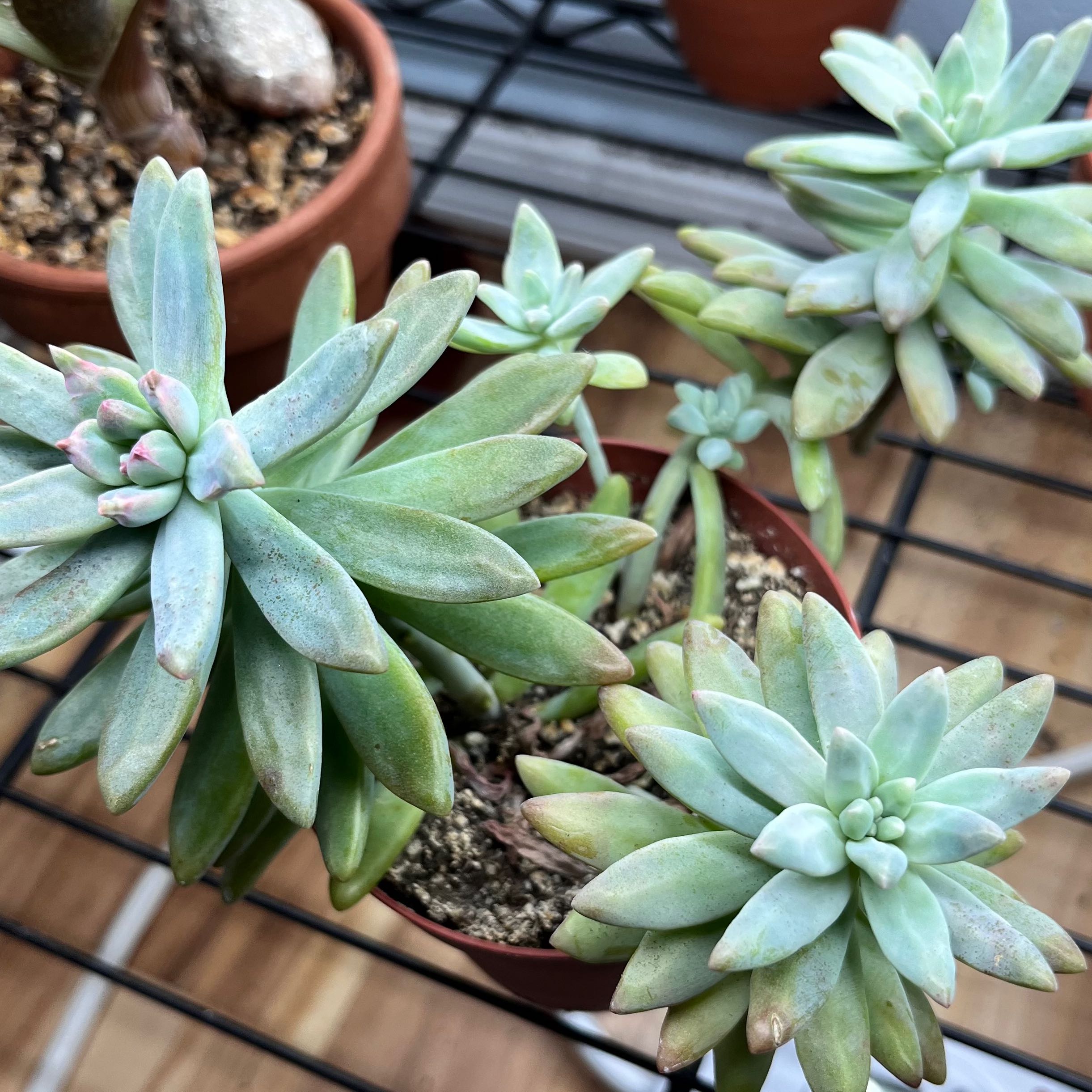 Black Spots on My Graptosedum 'Francesco Baldi' Leaves
