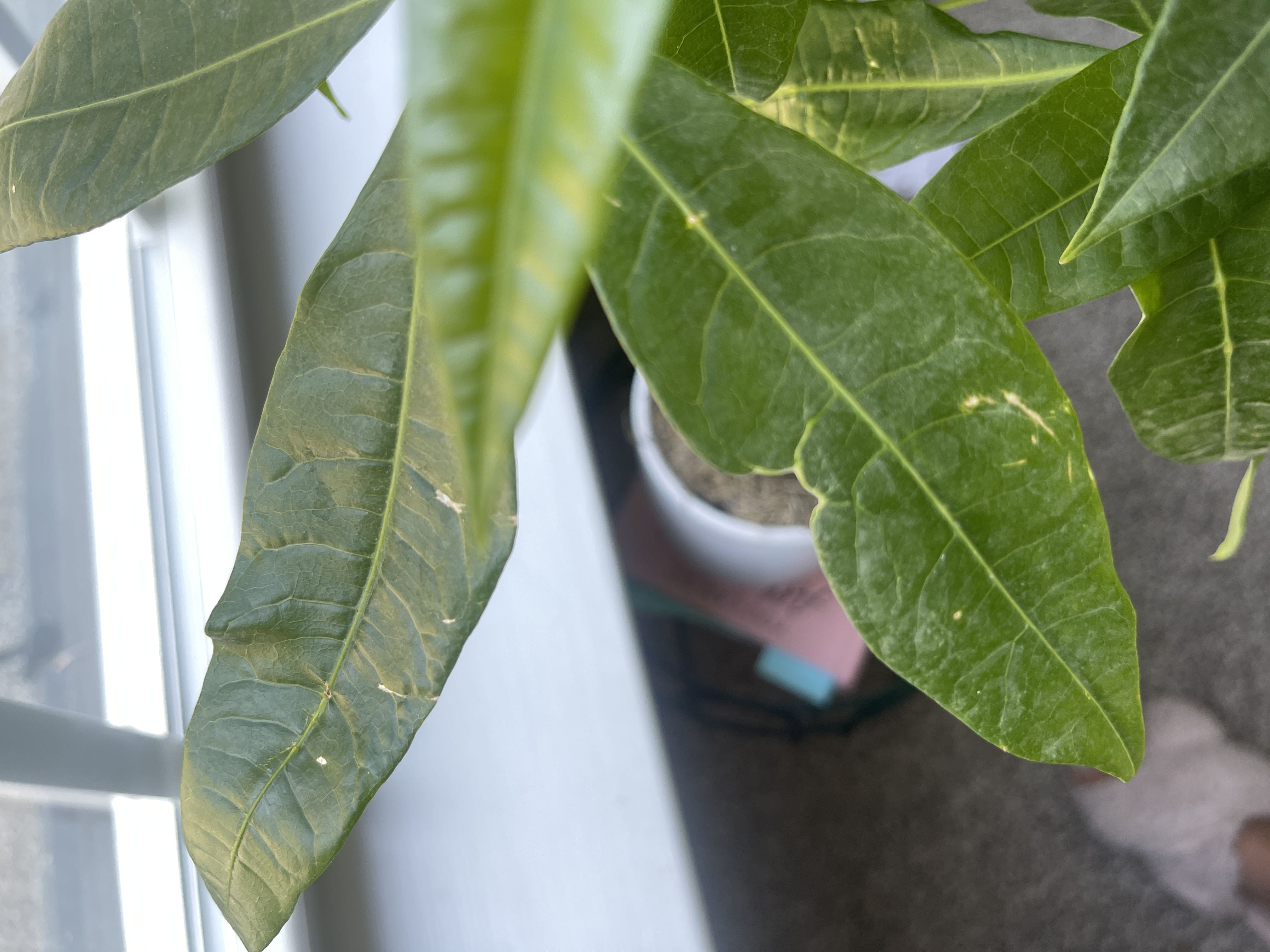 Money tree white spots