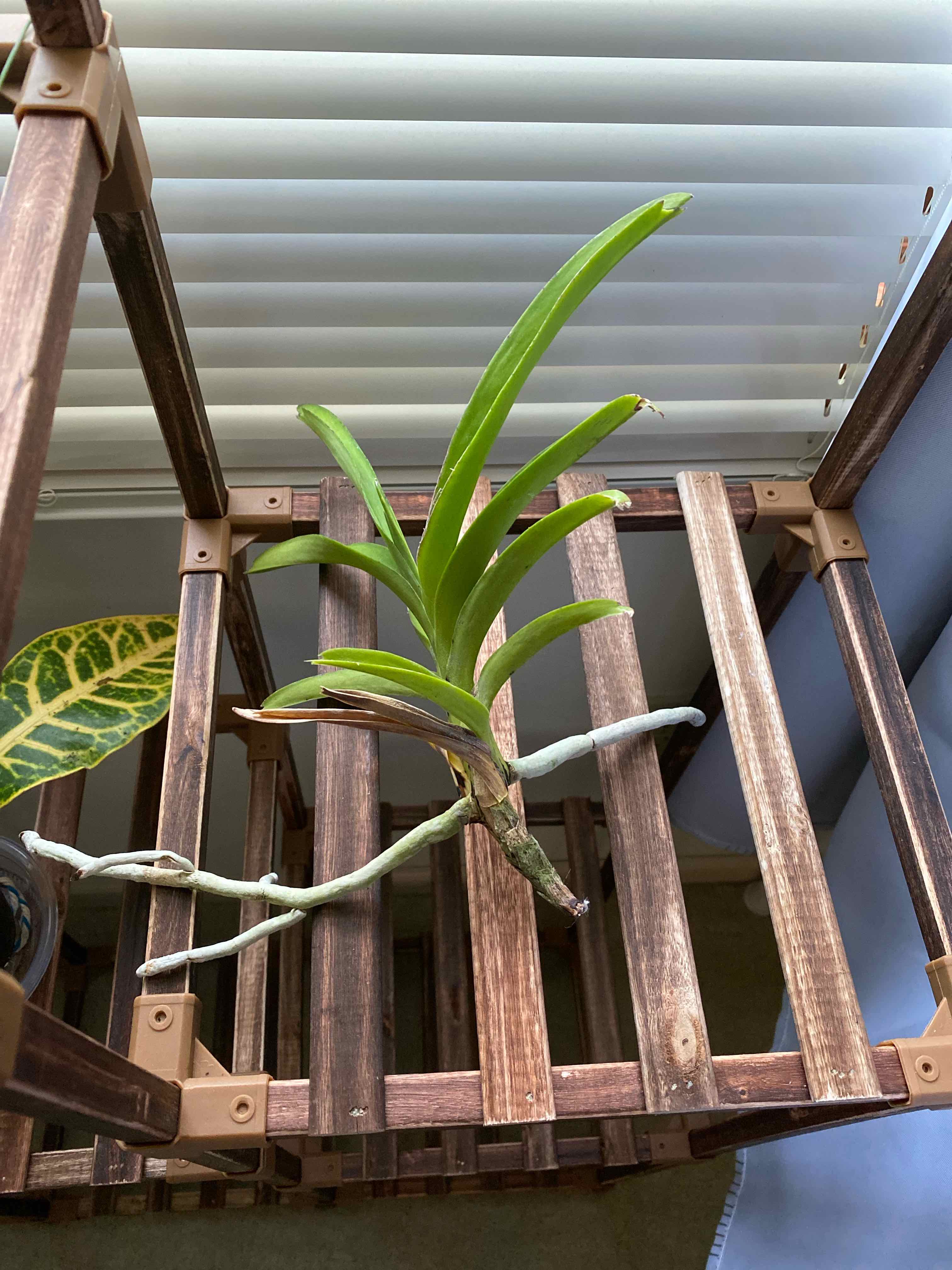 How to Propagate Your Vanda orchid