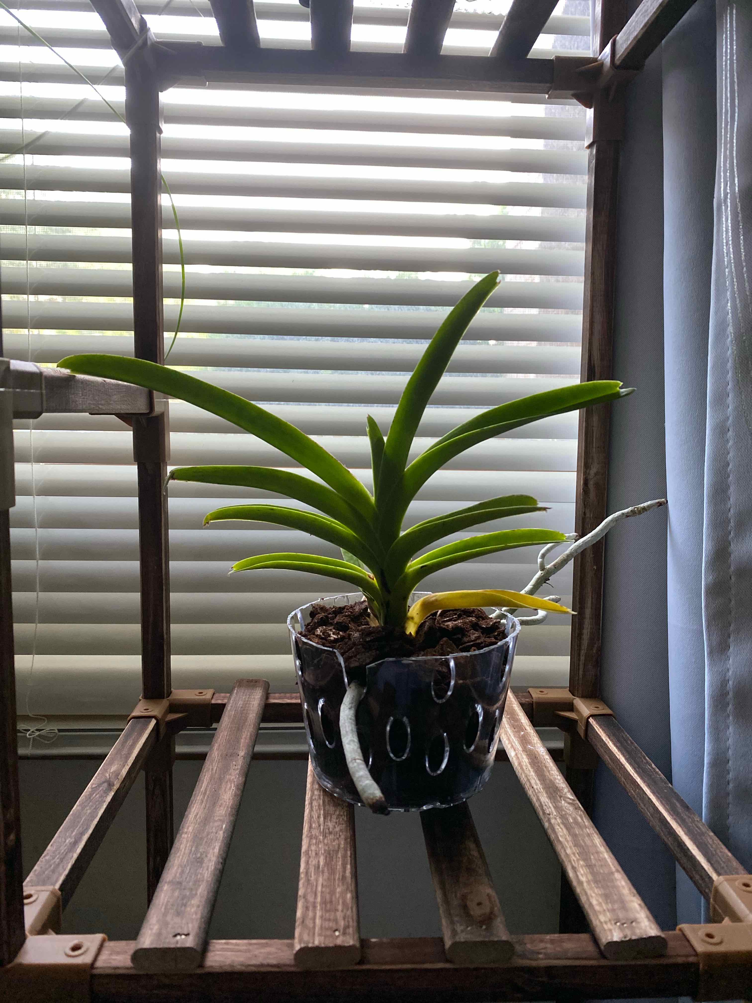 Best Soil Potting Mix for Vanda orchid