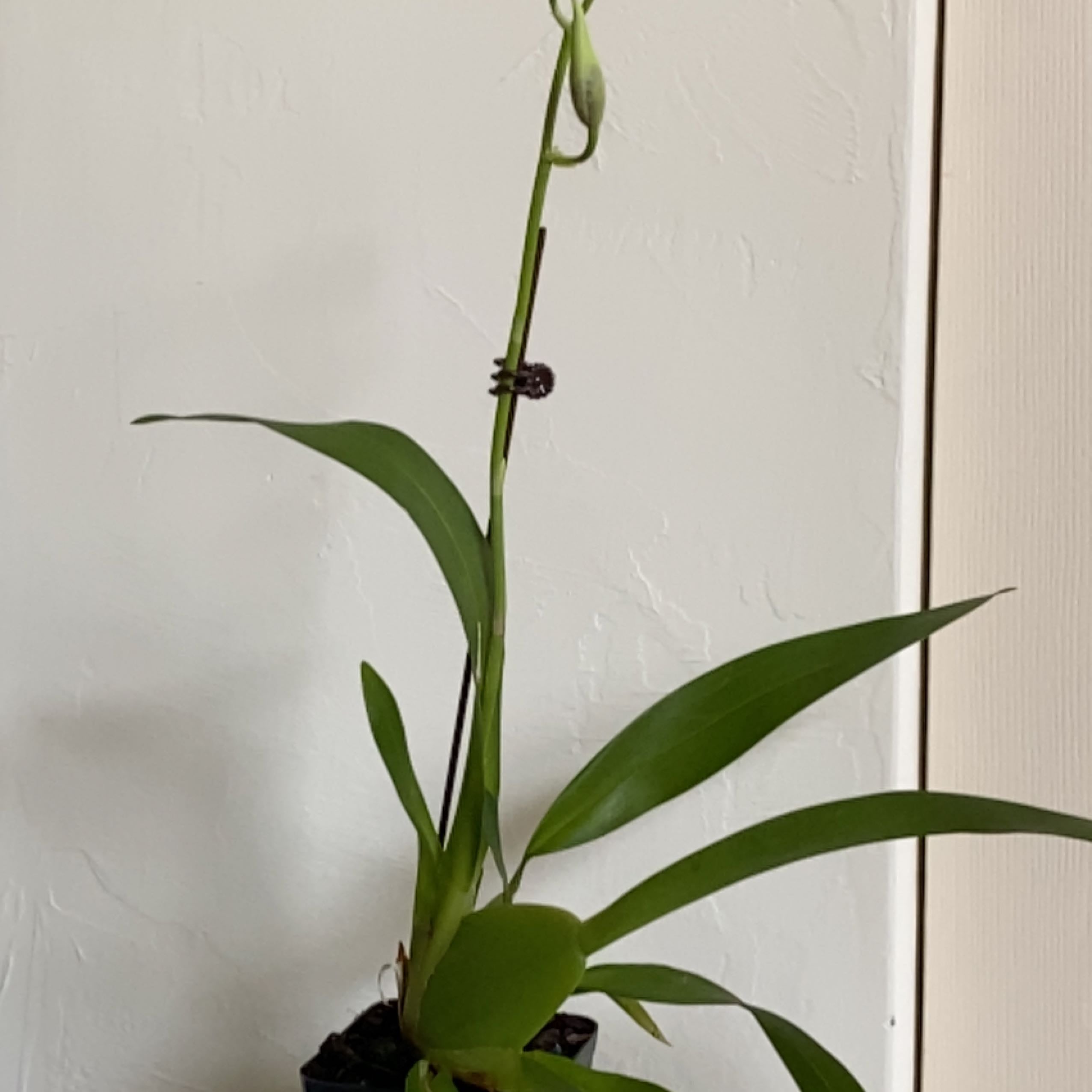 Personalized Hilo Sparkle Orchid Care: Water, Light, Nutrients | Greg App