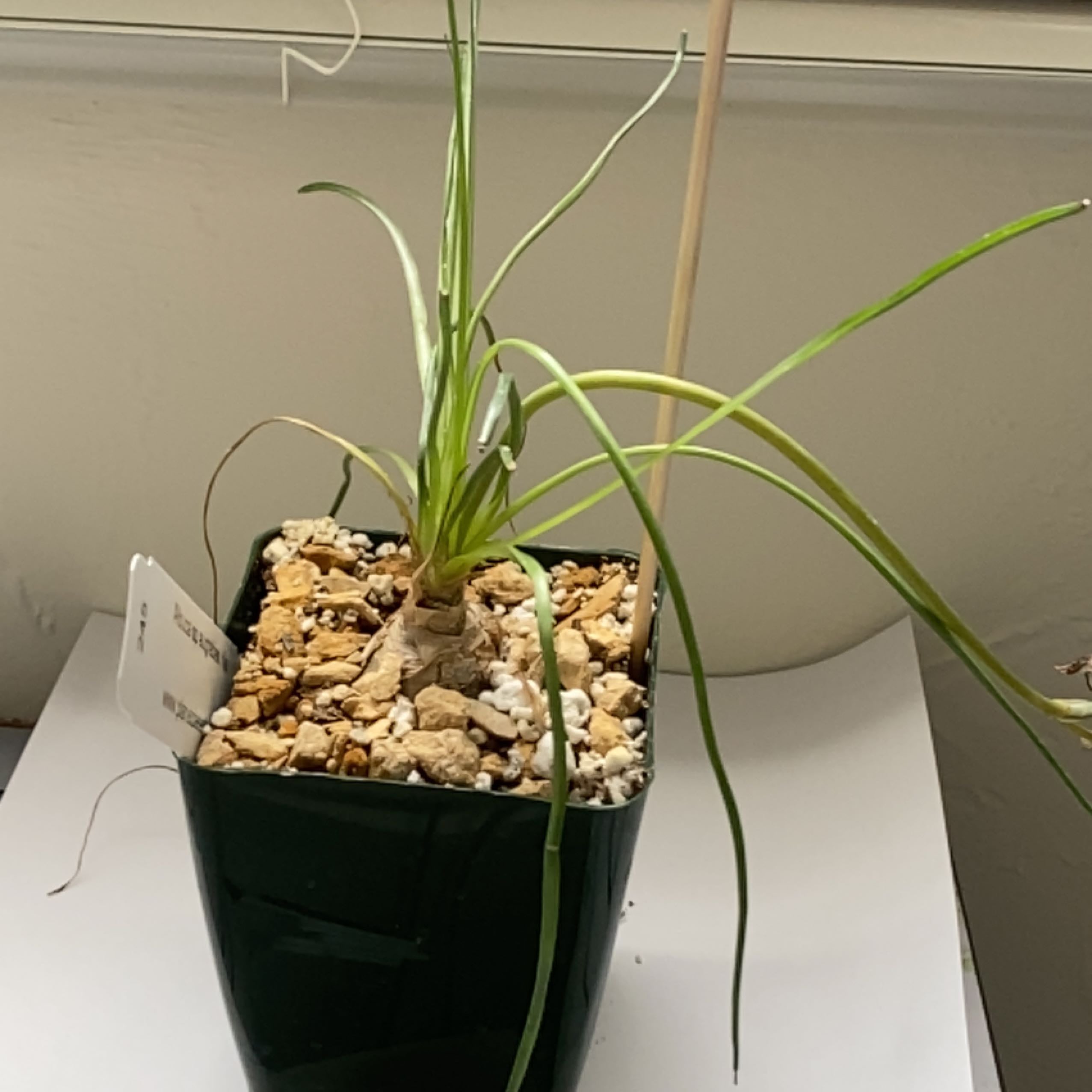 Personalized Albuca sp 'Augrabies Hills' Care: Water, Light, Nutrients ...