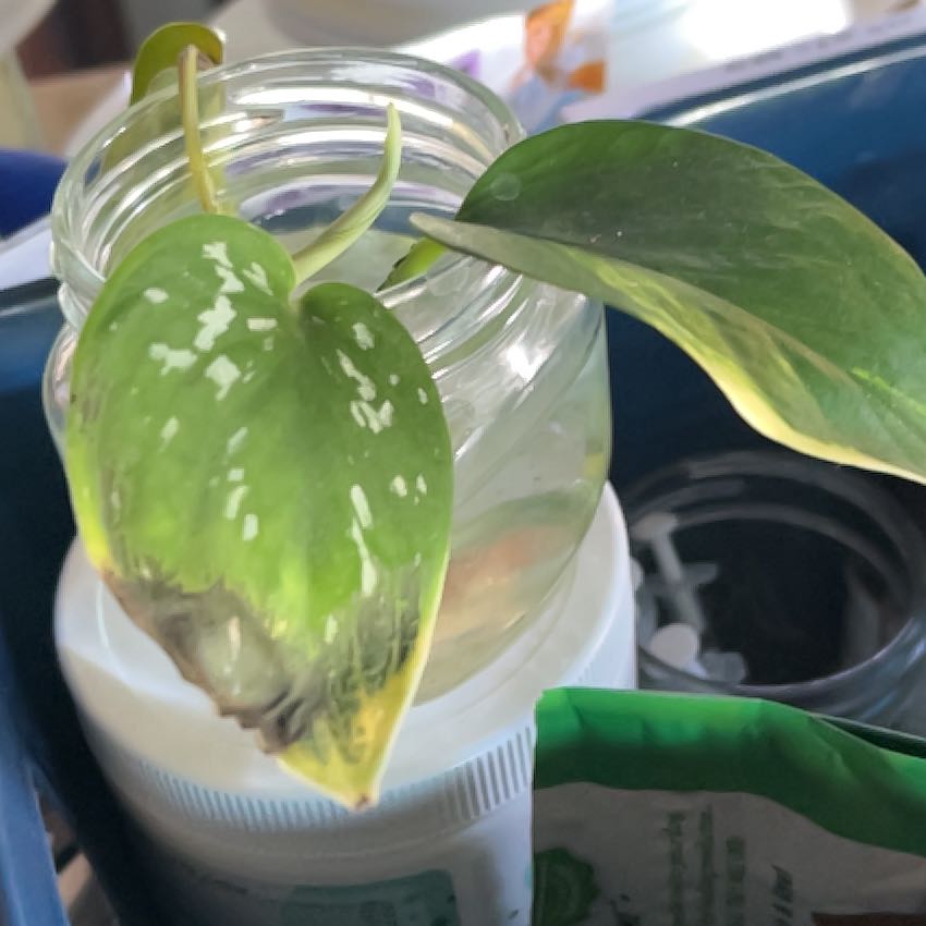 Goldy | A plant by @HouseOfChen on Greg