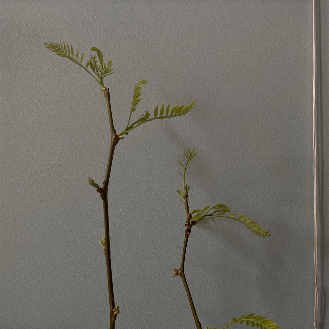 How Do I Fix brazilian rain tree root rot?